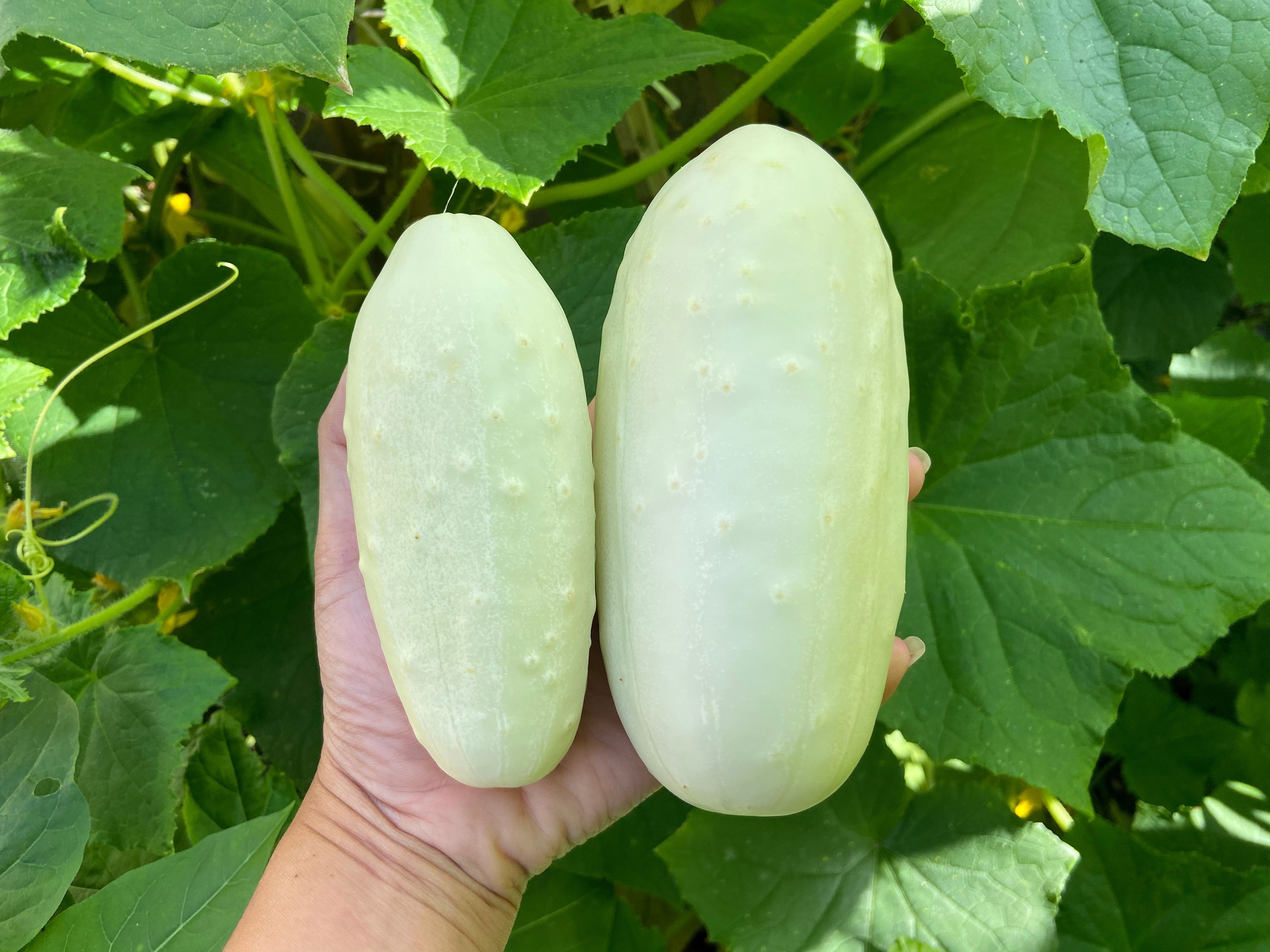 50 WHITE WONDER CUCUMBER Fruit Cucumis Sativus Seeds – Seedville USA