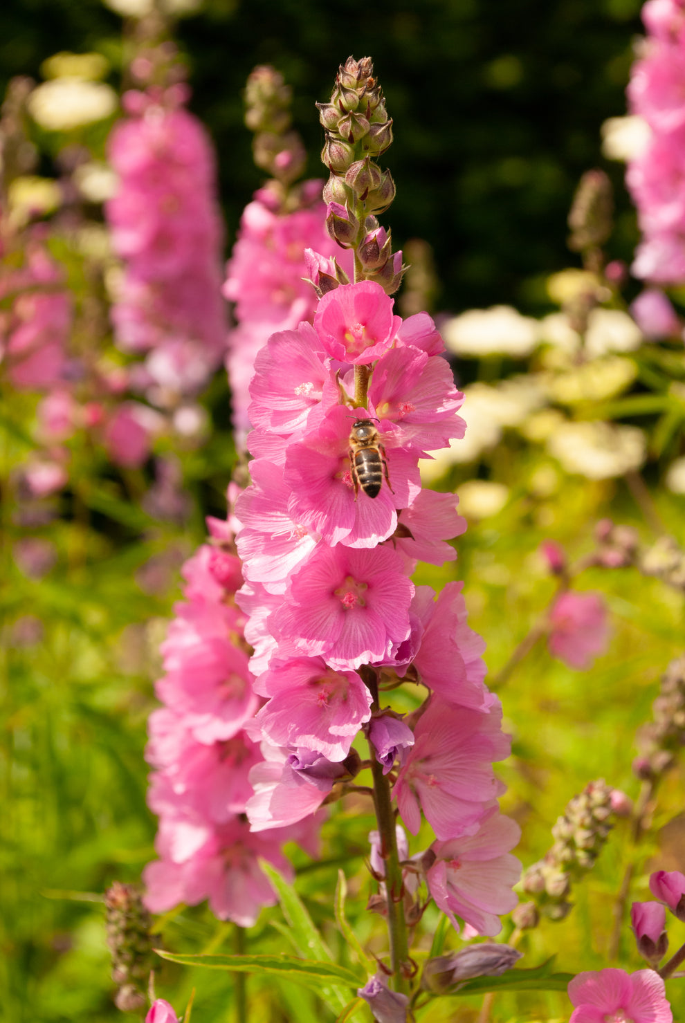 50 PINK CHECKERMALLOW Sidalcea Hendersonii Henderson's Checkerbloom Fl ...