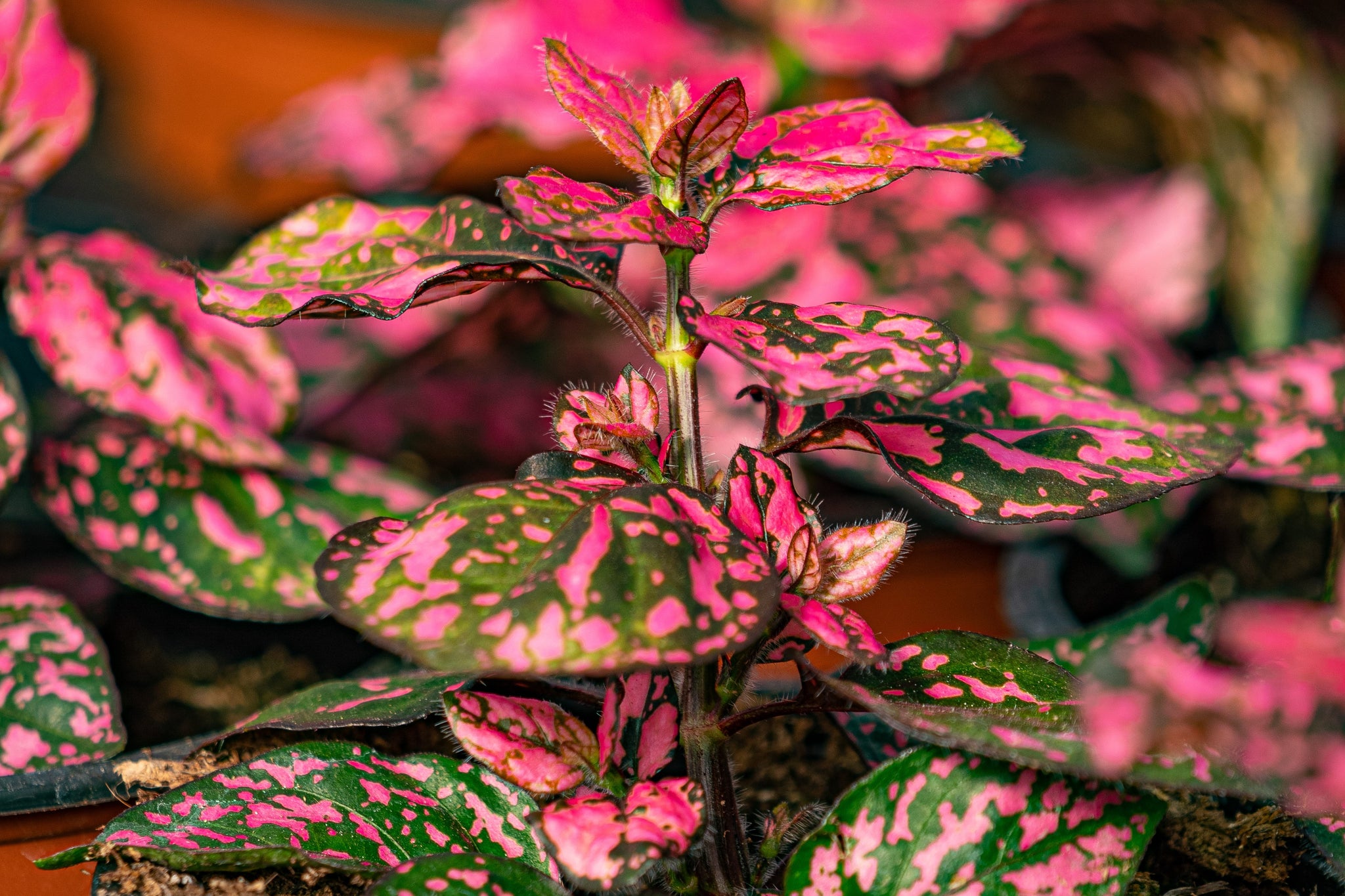 10 Dwarf ROSE Pink POLKA DOT PLANT Splash Select Hypoestes Phyllostach ...
