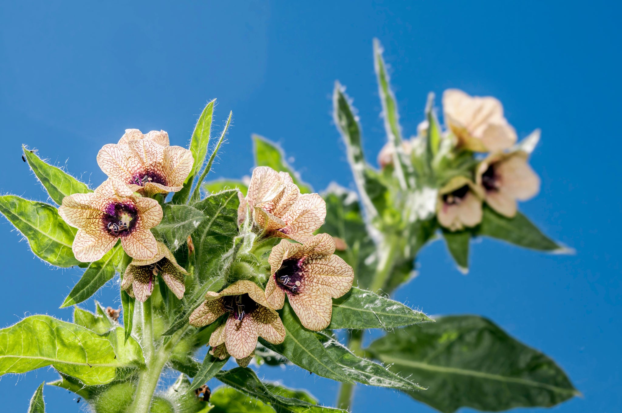 200 Black HENBANE Nightshade Hyoscyamus Niger Flower Seeds – Seedville USA