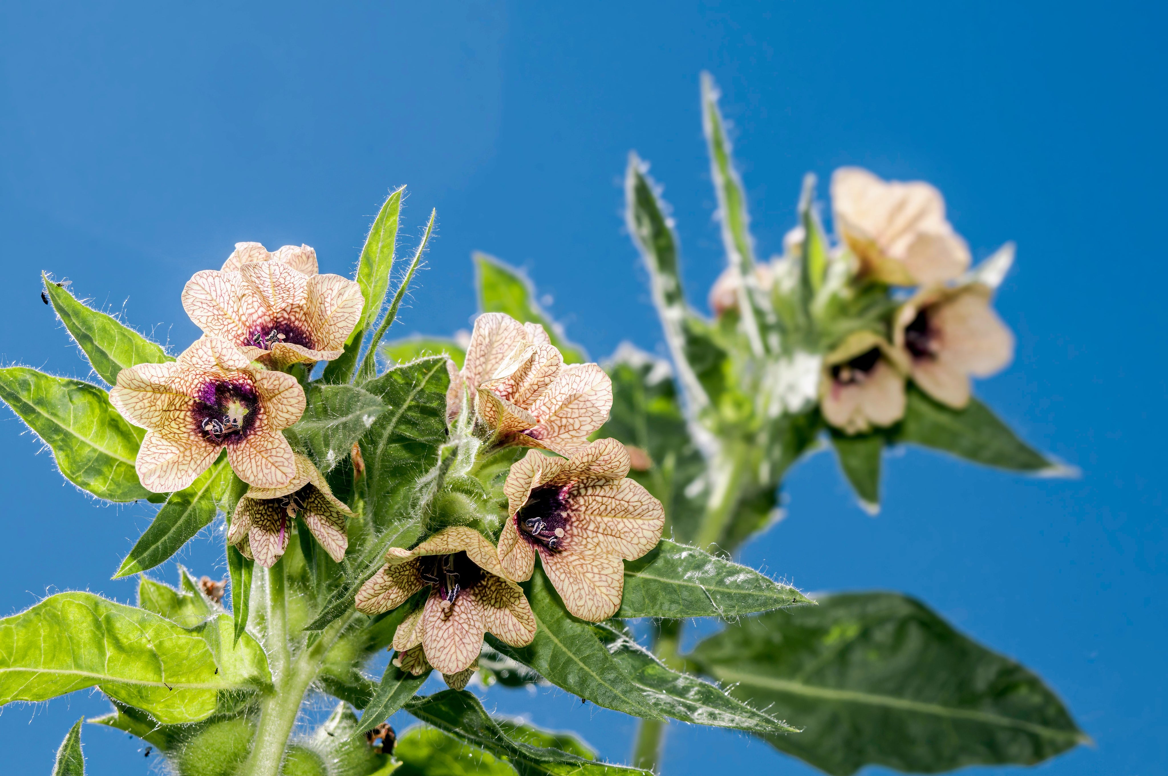200 Black HENBANE Nightshade Hyoscyamus Niger Flower Seeds – Seedville USA