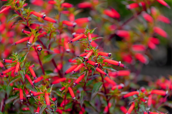 10 Red CIGAR PLANT Mexican Firecracker Cuphea Ignea Hummingbird Flower ...