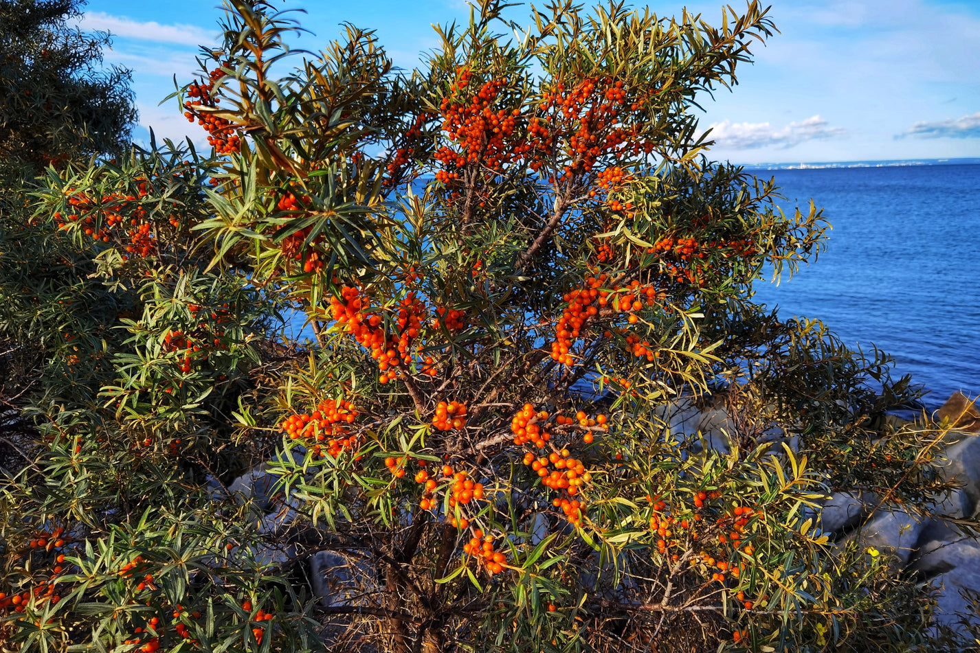 100 SEABERRY Sea Buckthorn Elaeagnus Hippophae Rhamnoides Orange Berry ...