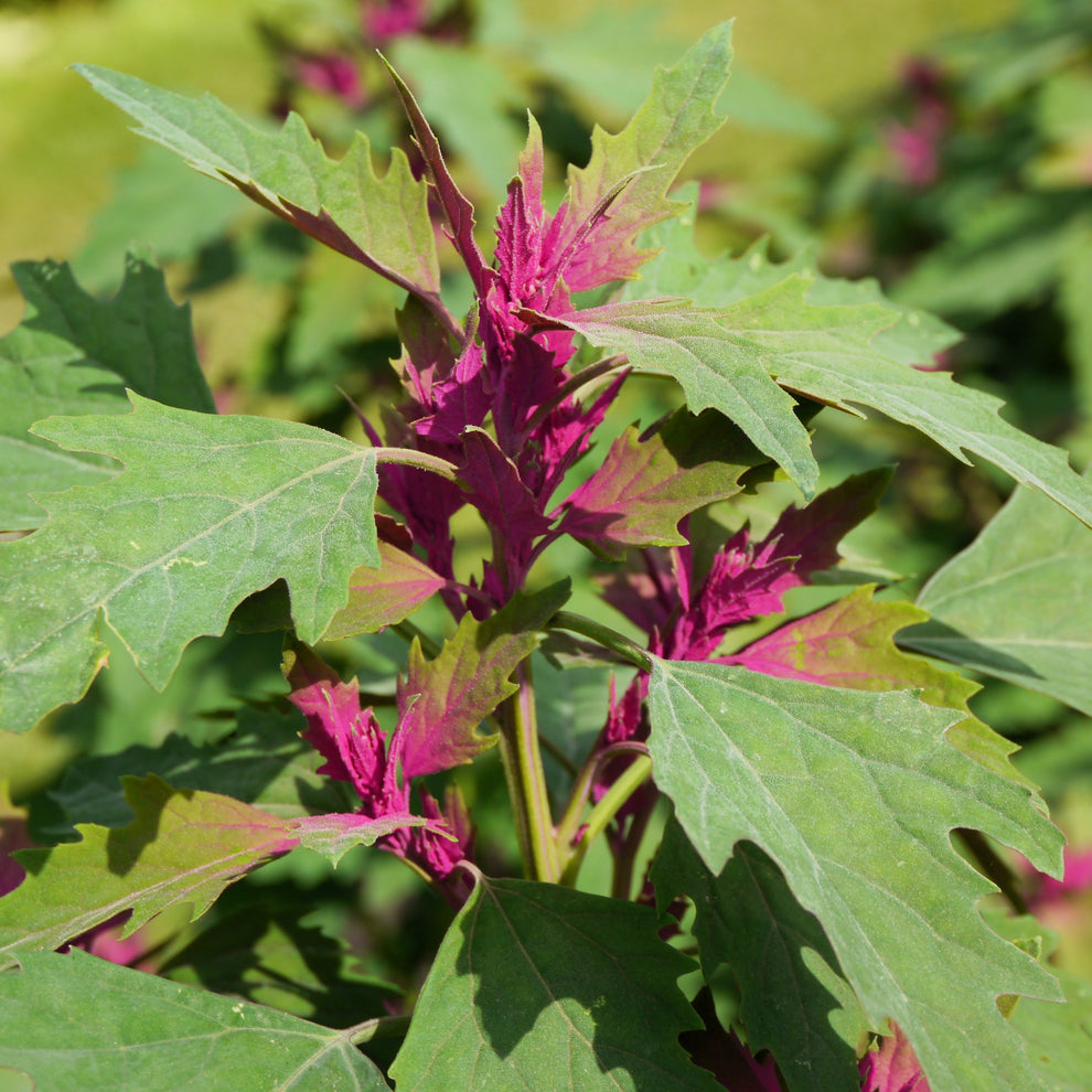 100 GIANT GOOSEFOOT Chenopodium Giganteum Purple Magenta Spreen Vegeta ...