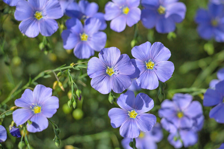 100 BLUE FLAX (Prairie Flax / Lewis Blue Flax) Linum Perenne Lewisii F ...