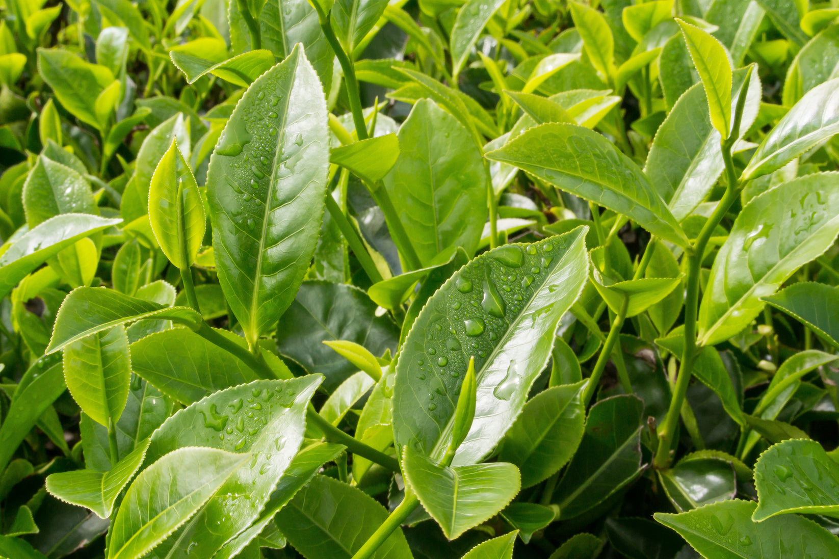 5 TEA PLANT Black & Green Drinking Tea Camellia Sinensis Evergreen Tre ...