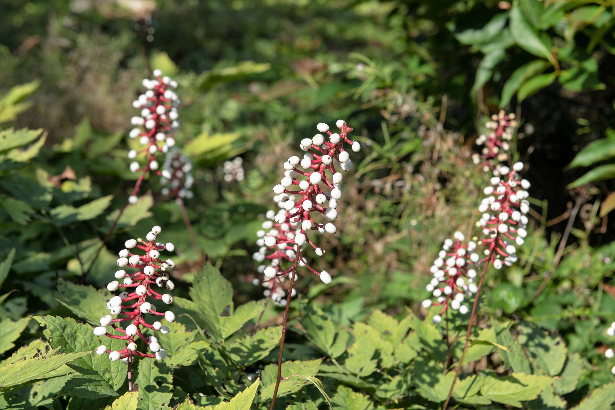 10 DOLL'S EYES Flower White Baneberry Cohosh Actaea Pachypoda Alba See ...