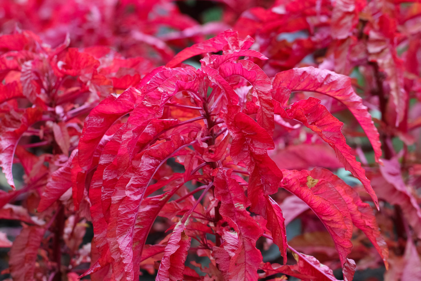 100 Tricolor EARLY SPLENDOR AMARANTHUS Hypochondricus Flower Seeds ...