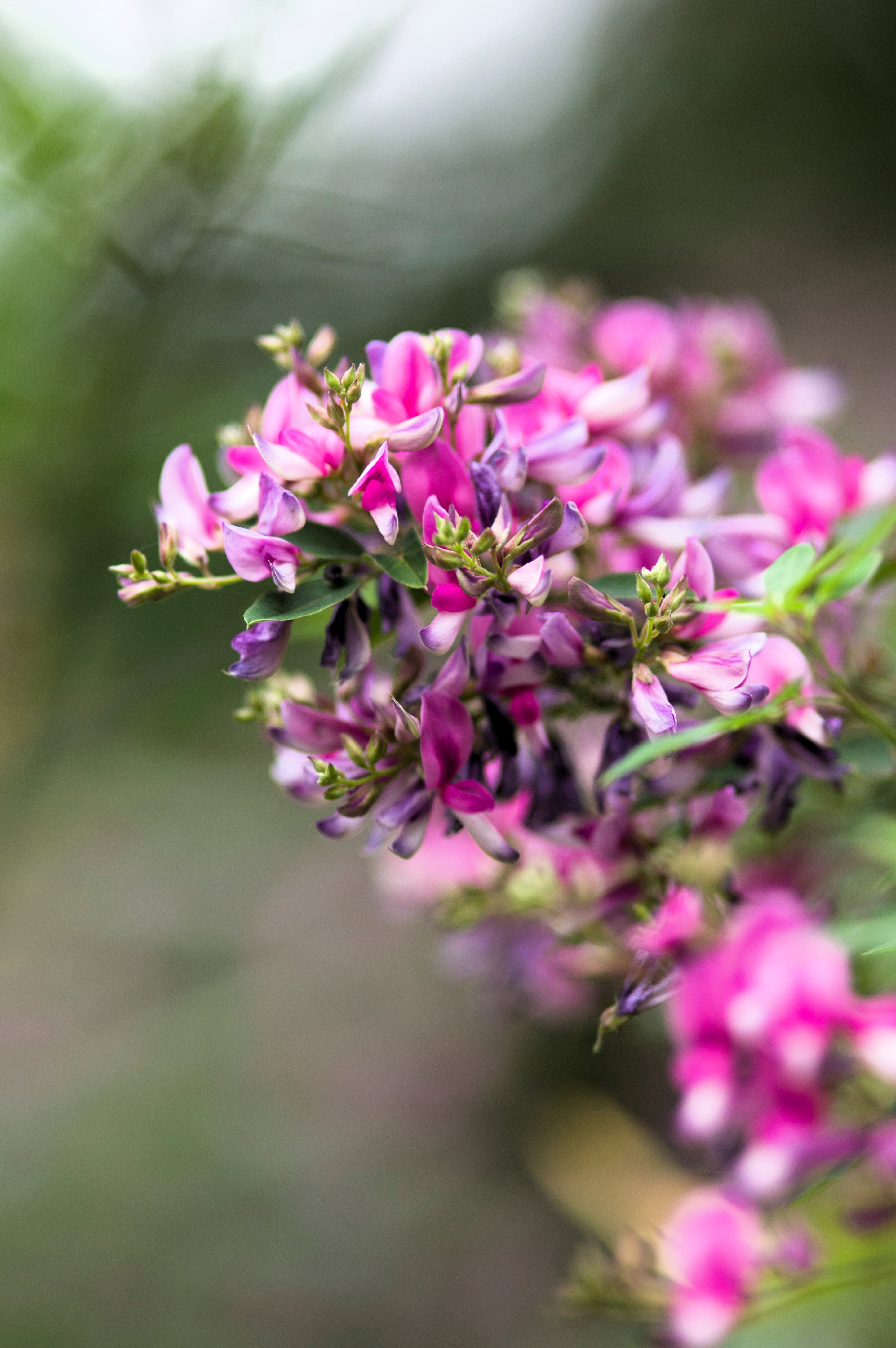 100 SLENDER BUSH CLOVER Lespedeza Virginica Bushclover Native Shrub Pi ...