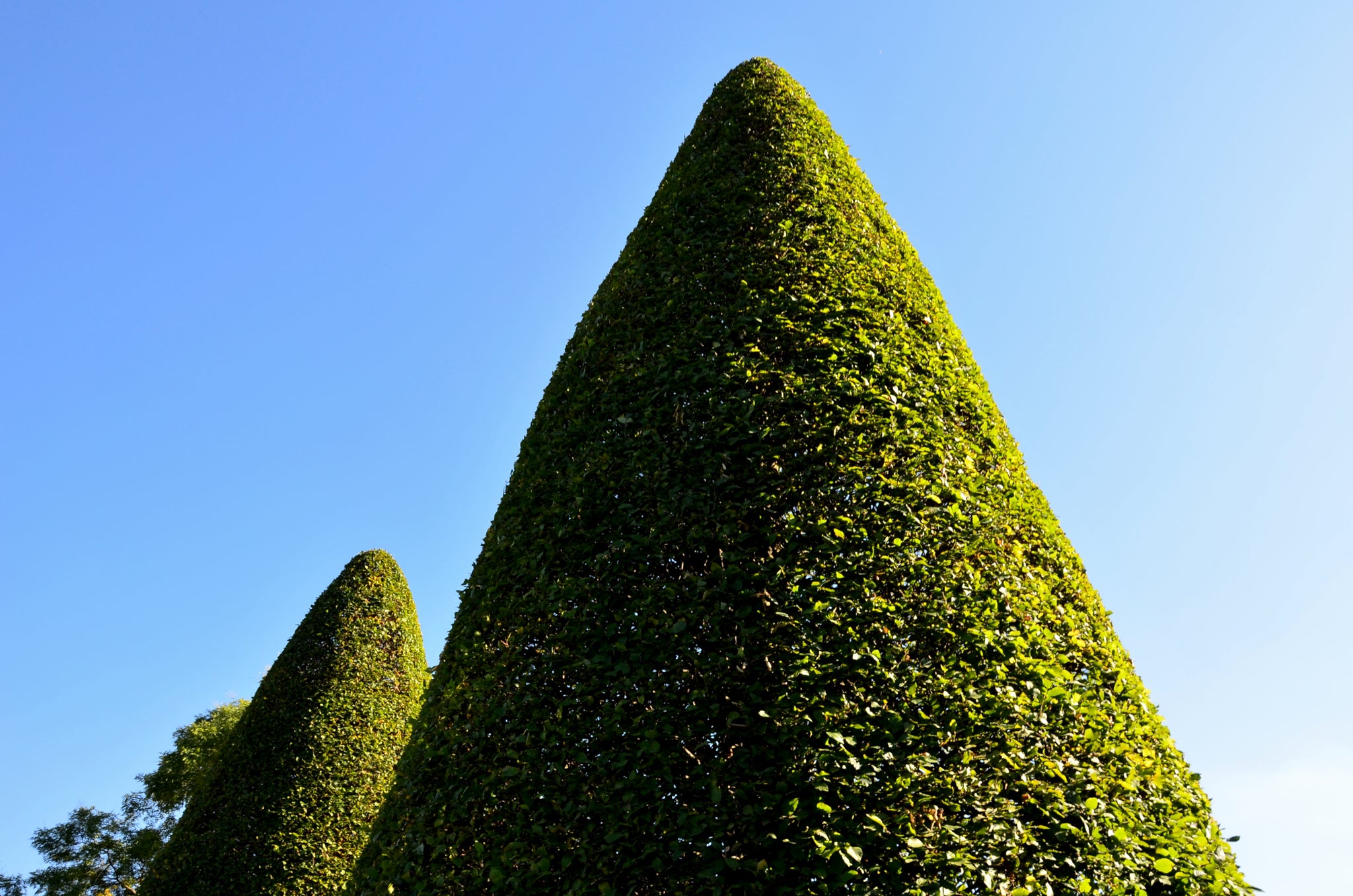 30 AMERICAN BOXWOOD Common Buxus Sempervirens European Box Shrub Seeds ...