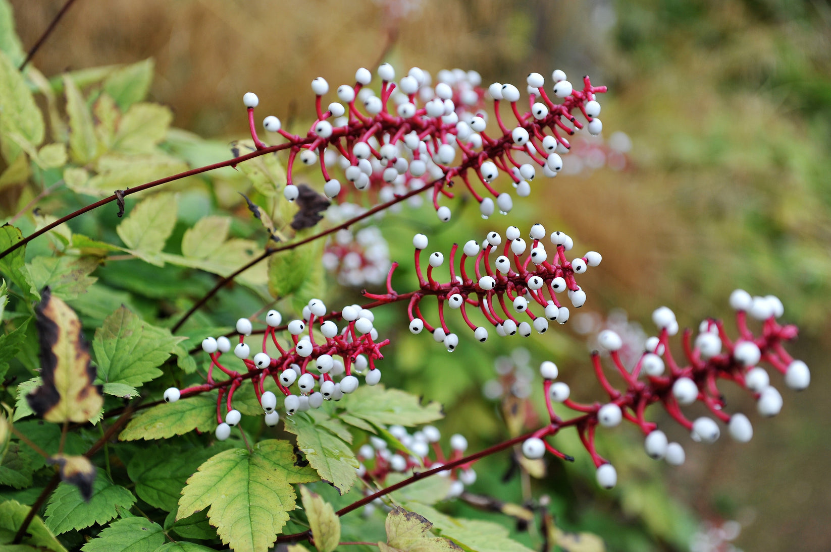 10 DOLL'S EYES Flower White Baneberry Cohosh Actaea Pachypoda Alba See ...