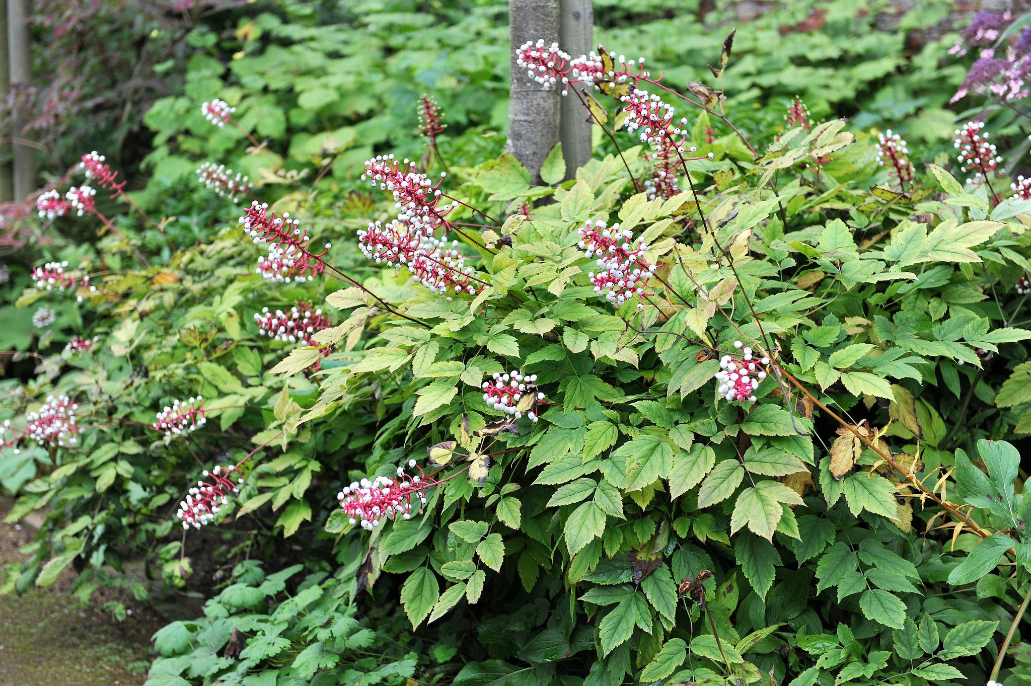 10 DOLL'S EYES Flower White Baneberry Cohosh Actaea Pachypoda Alba See ...