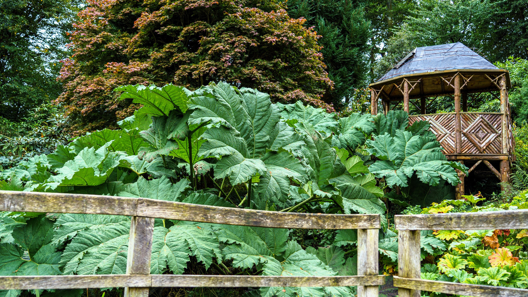 10 GUNNERA MANICATA 6' Leaves! Giant Rhubarb Dinosaur Plant Moist Shad ...