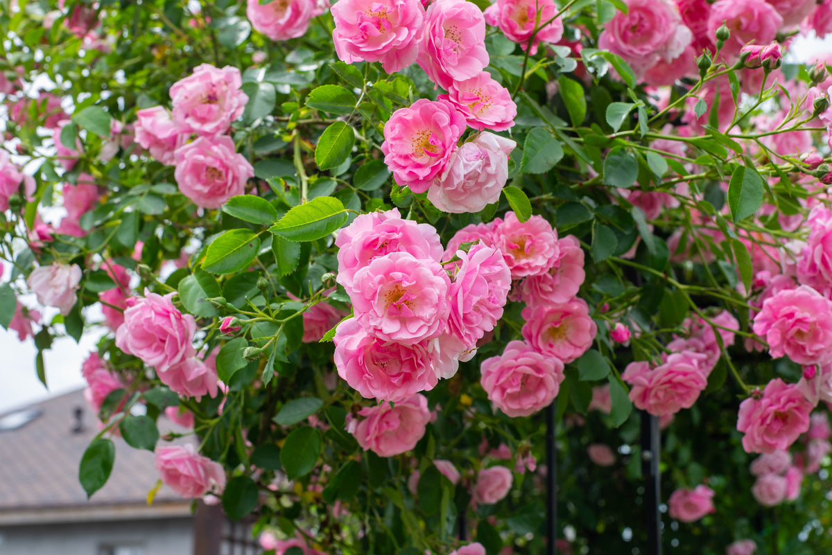 5 PINK CLIMBING ROSE Rosa Bush Vine Climber Fragrant Butterfly Flower ...