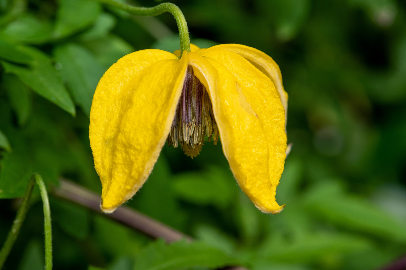 10 Yellow CLEMATIS RADAR LOVE Vine Climber Clematis Tangutica Flower S ...