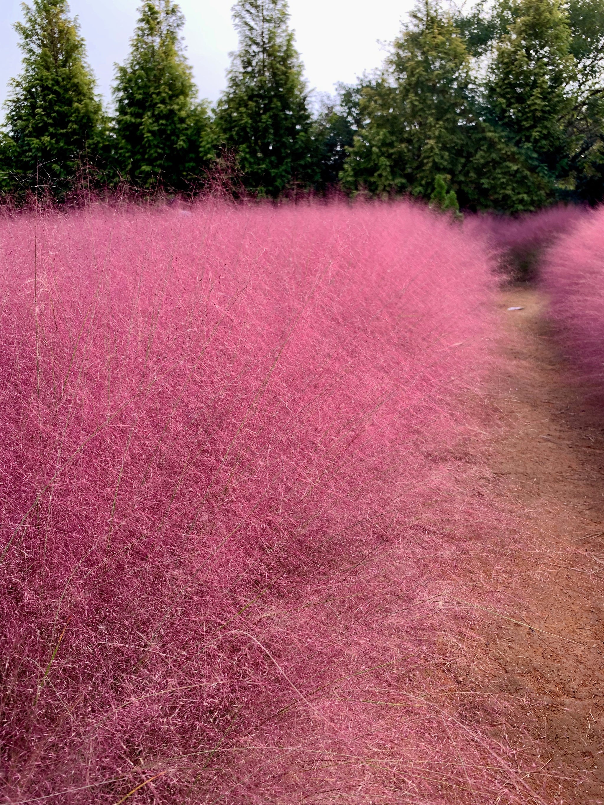 40 PINK MUHLY GRASS Cotton Candy Grass Muhlenbergia Capillaris Native ...