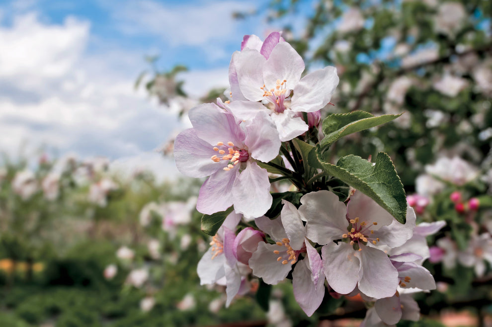 25 PARADISE APPLE Red Delicious Common Malus Pumila Domestica Fruit Tr ...