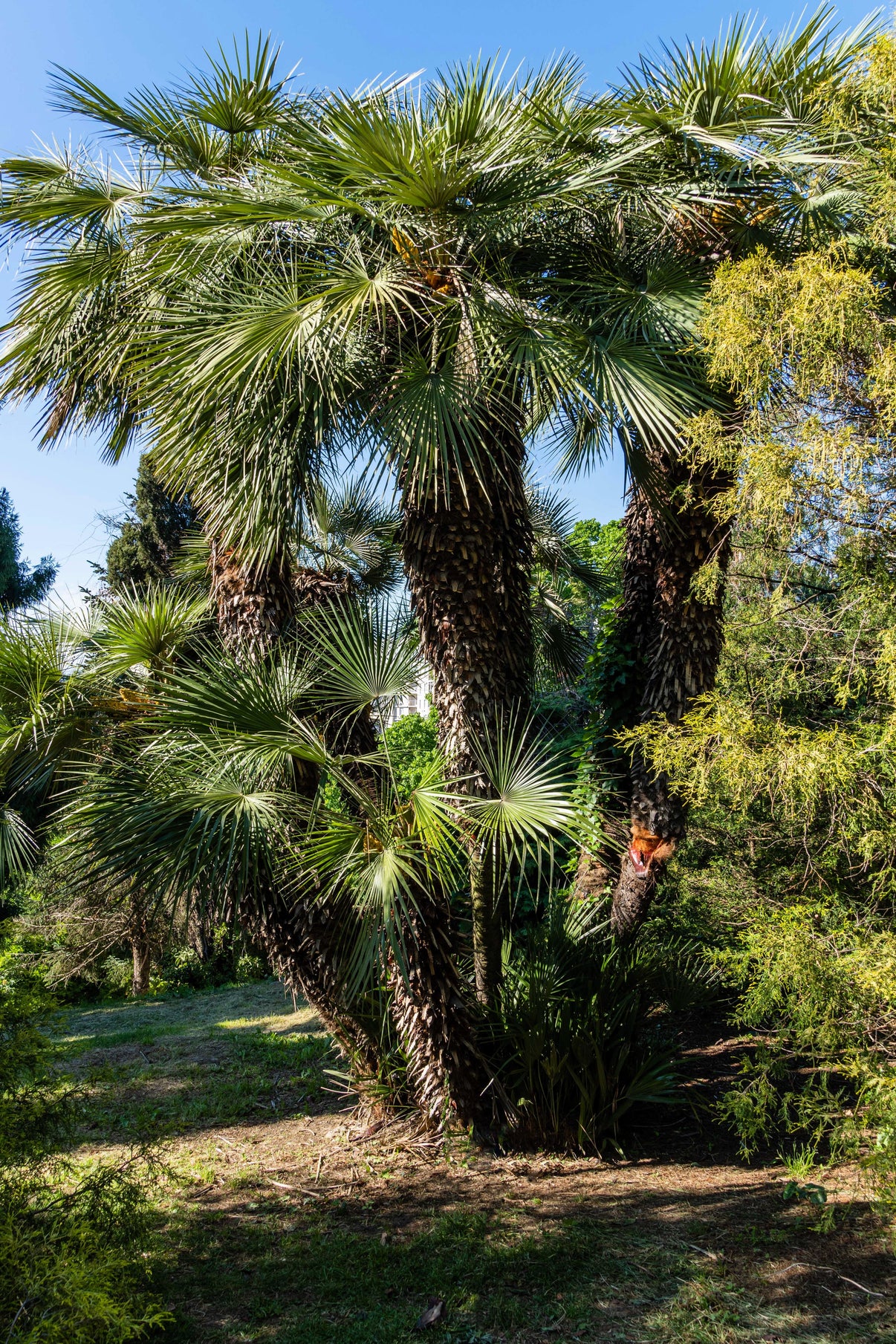 5 COMMON WINDMILL PALM Trachycarpus Fortunei Hardy Chusan Palm Tree Su ...