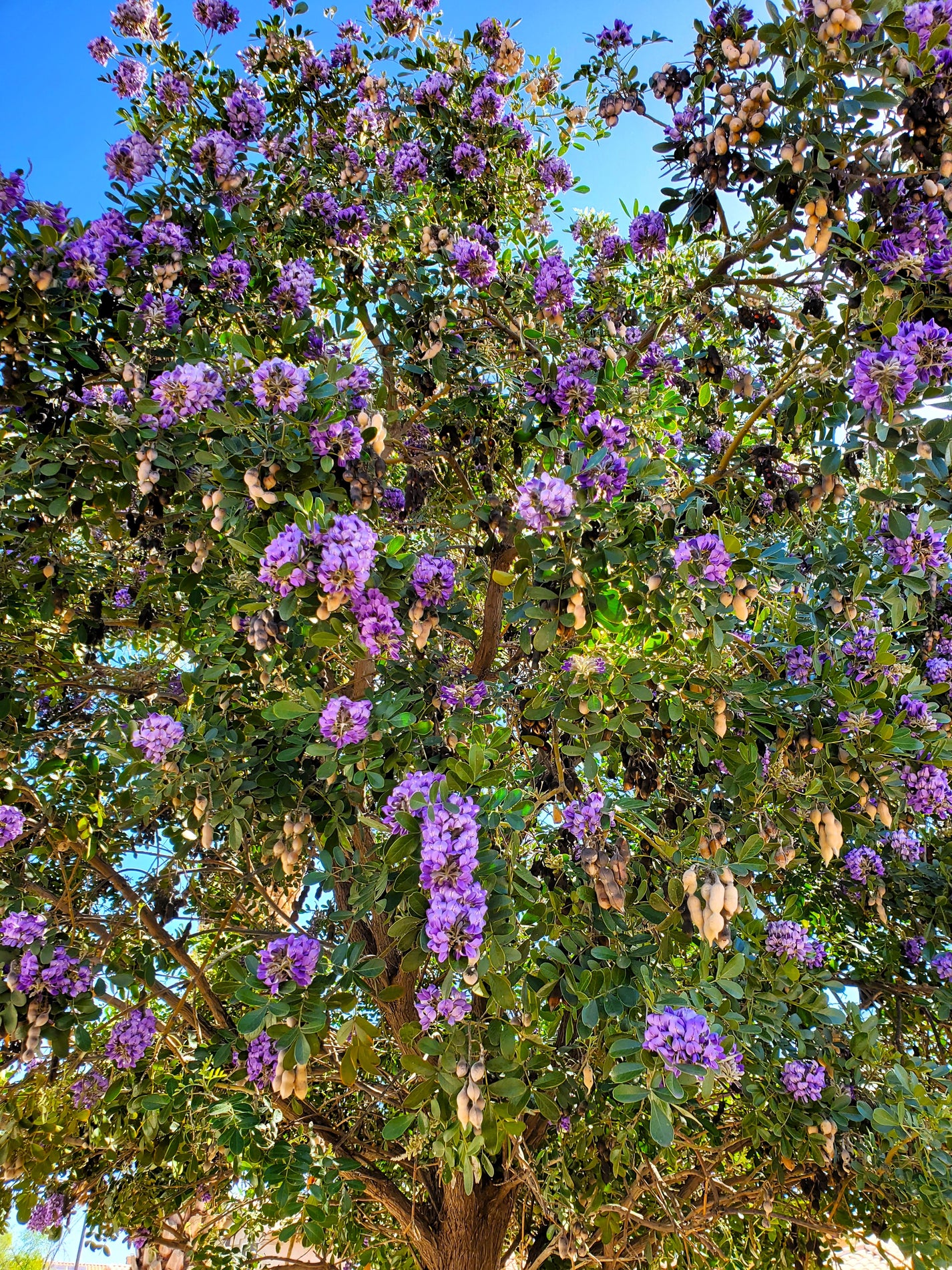 10 TEXAS Mountain LAUREL Sophora Secundiflora Mescal Tree Purple Flowe ...