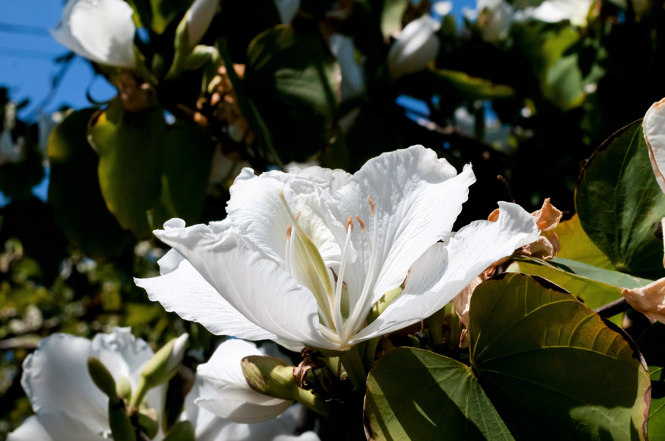 10 WHITE ORCHID TREE Bauhinia Alba syn Variegata Candida Hawaiian Moun ...