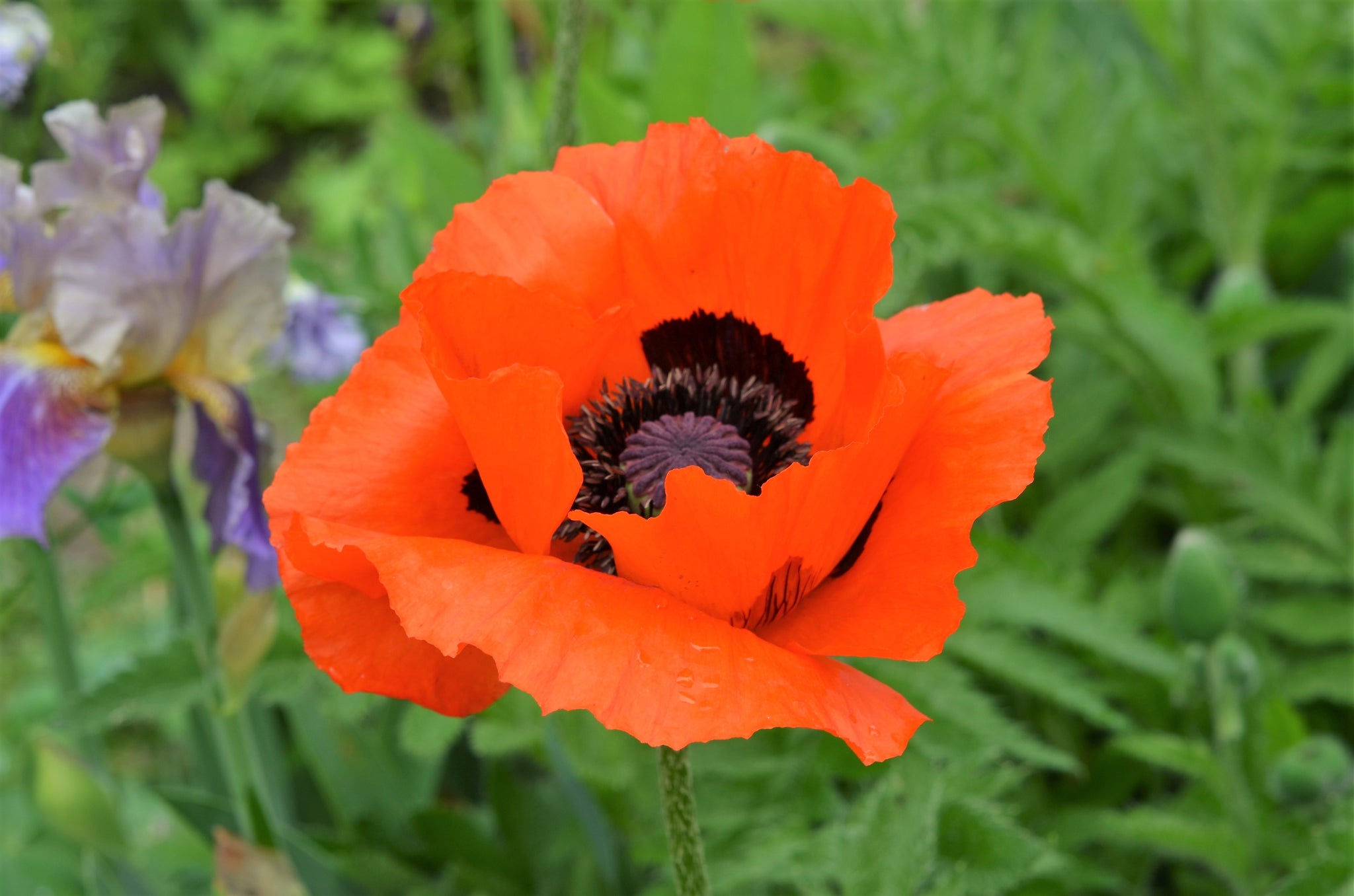100 PRINCE of ORANGE POPPY Oriental Poppy Papaver Orientale Perennial ...