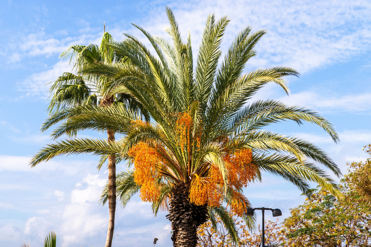 10 COCO PALM jelly Palm Pindo Butia Capitata Edible Fruit Tree Housepl ...