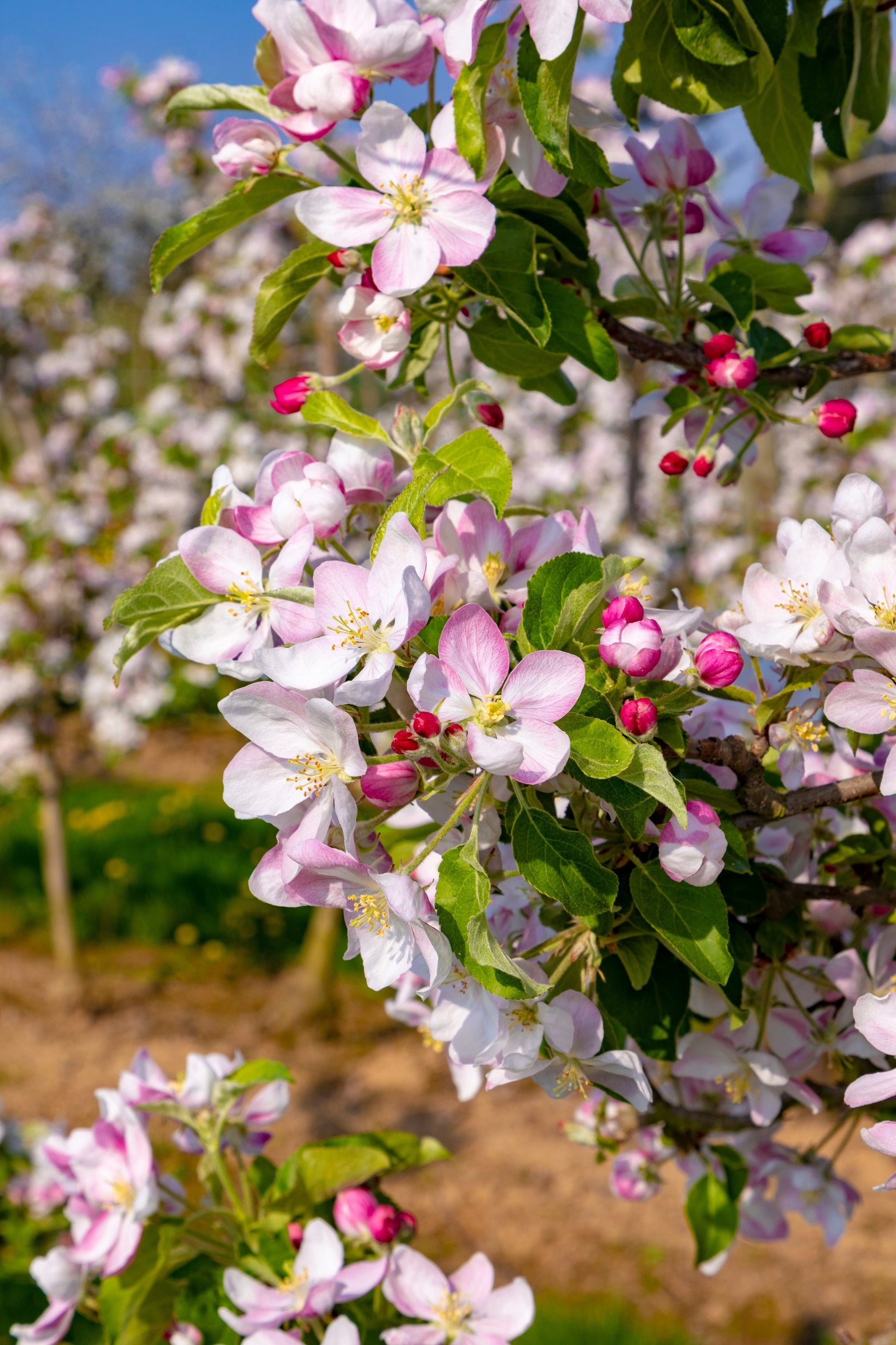 25 PARADISE APPLE Red Delicious Common Malus Pumila Domestica Fruit Tr ...