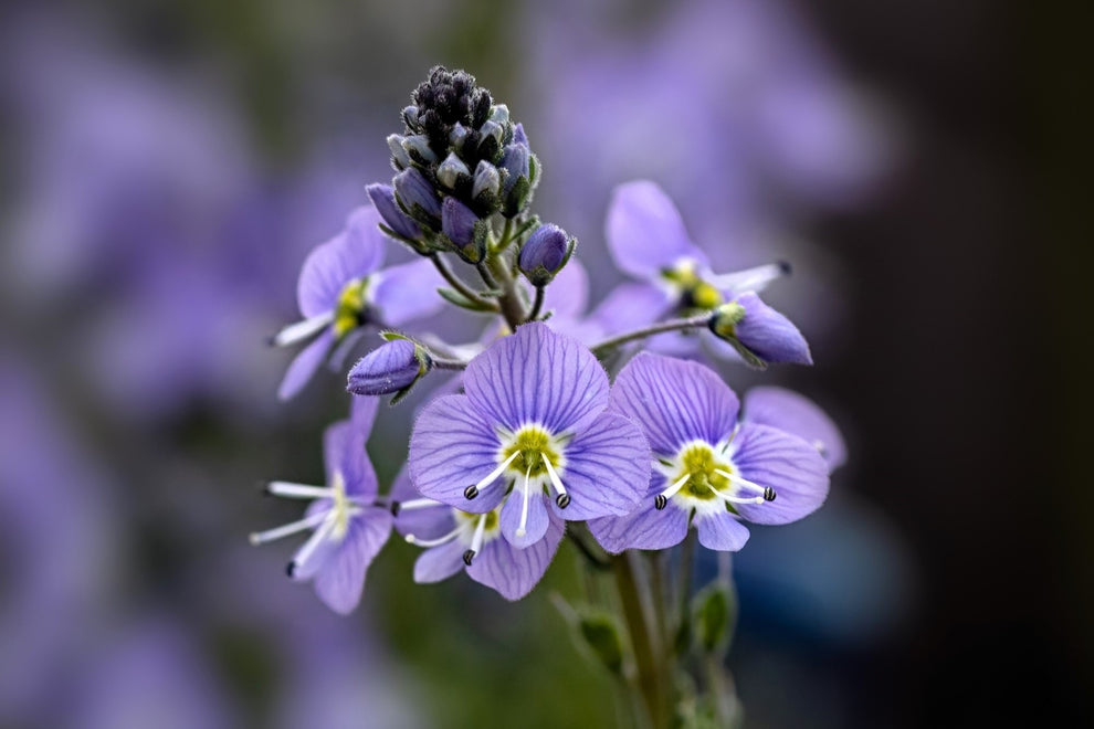 25 BLUE STREAK SPEEDWELL Veronica Gentianoides Flower Seeds – Seedville USA
