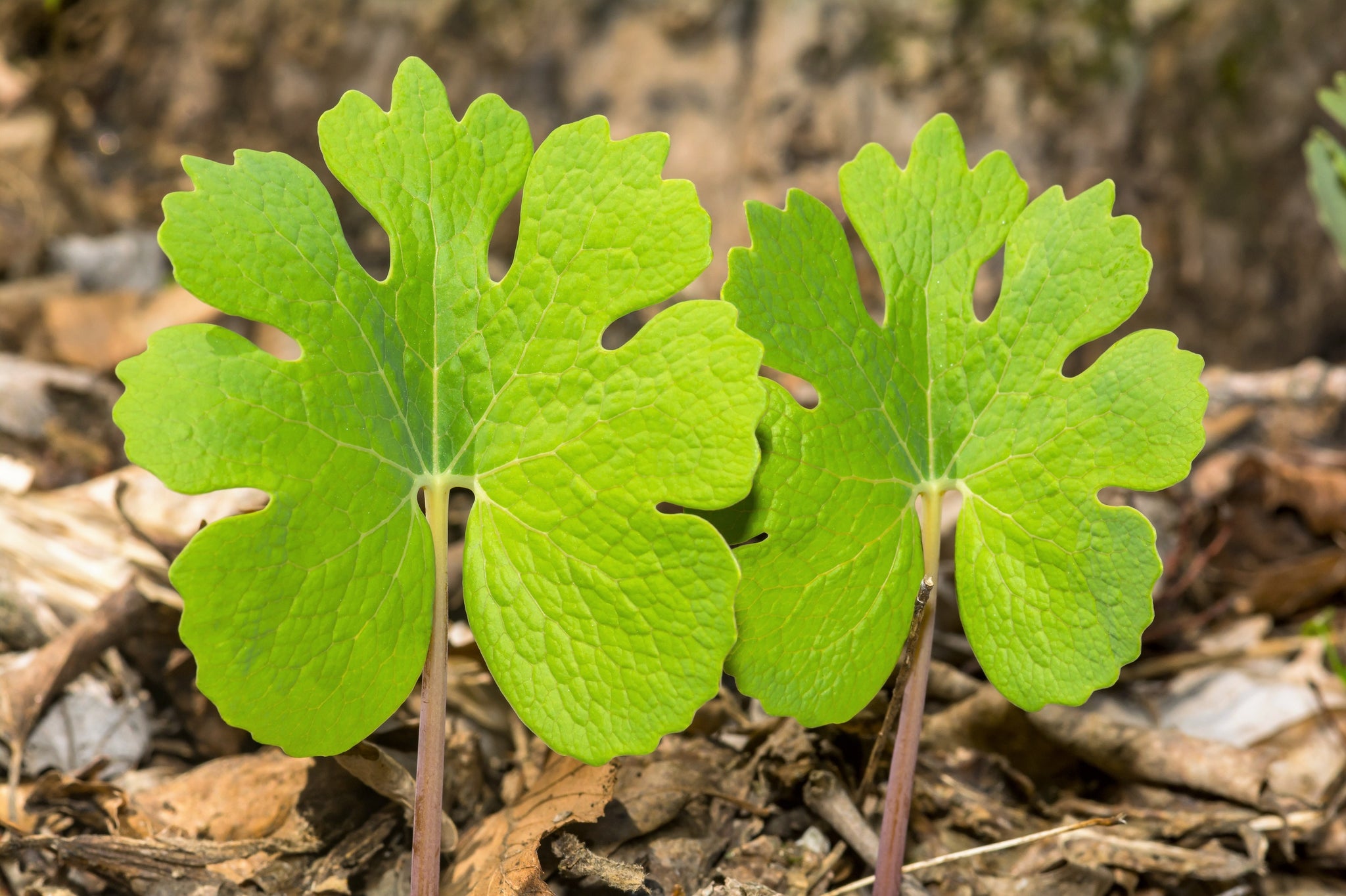10 White BLOODROOT Sanguinaria Canadensis Shade Ground Cover Flower Se ...