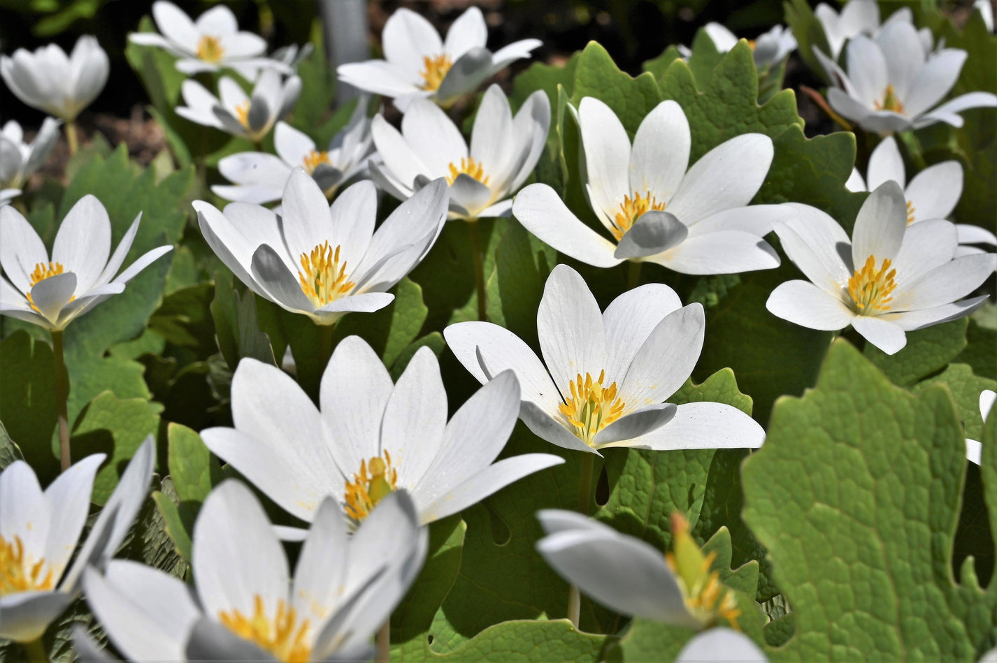 10 White BLOODROOT Sanguinaria Canadensis Shade Ground Cover Flower Se ...