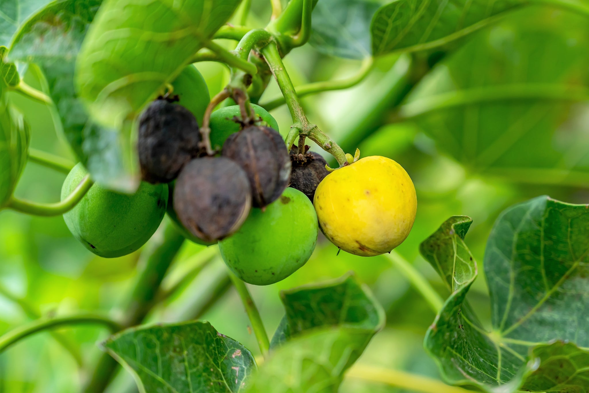 5 PHYSIC NUT Barbados Purging JATROPHA Curcas Shrub Tree Bio-Diesel Se ...