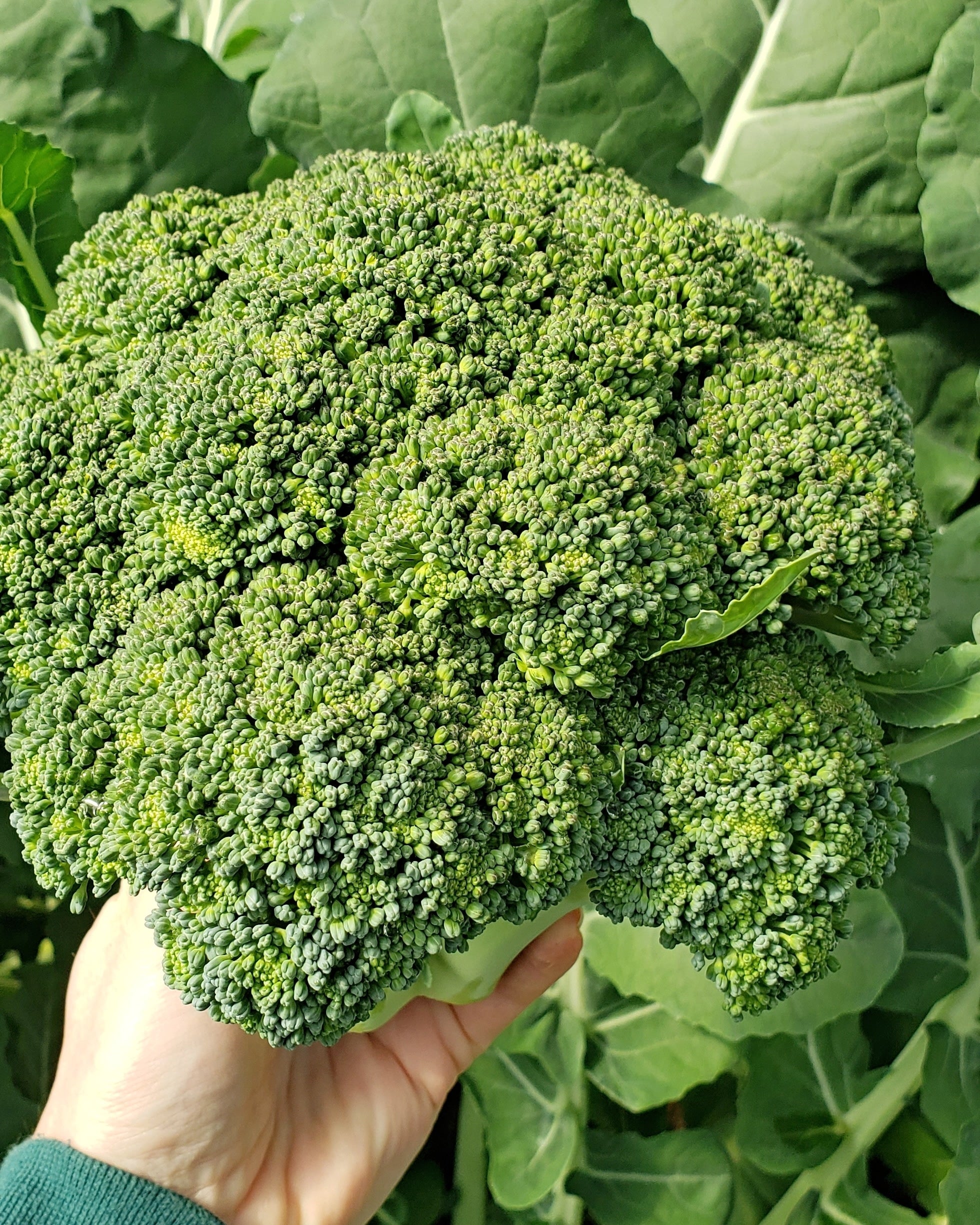 1000 CALABRESE BROCCOLI ITALIAN Green Sprouting Vegetable Brassica See ...