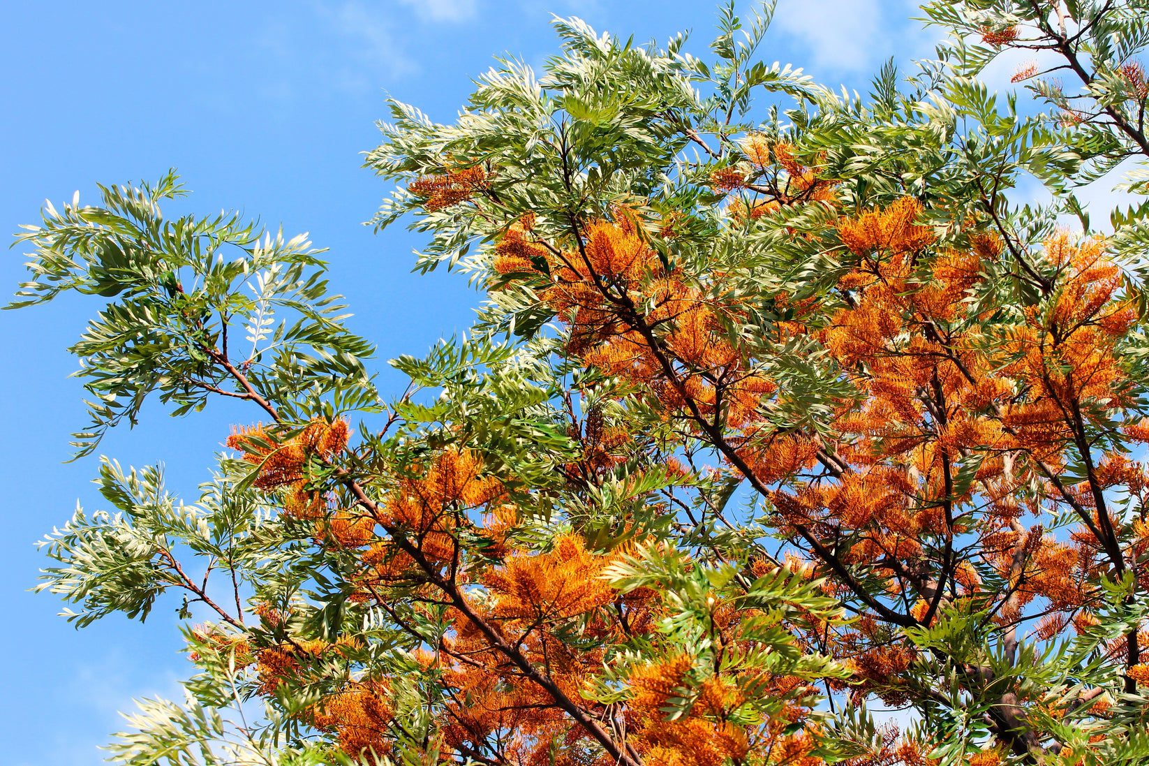 35 SILKY OAK TREE Orange Flower Southern Silver Oak Grevillea Robusta ...