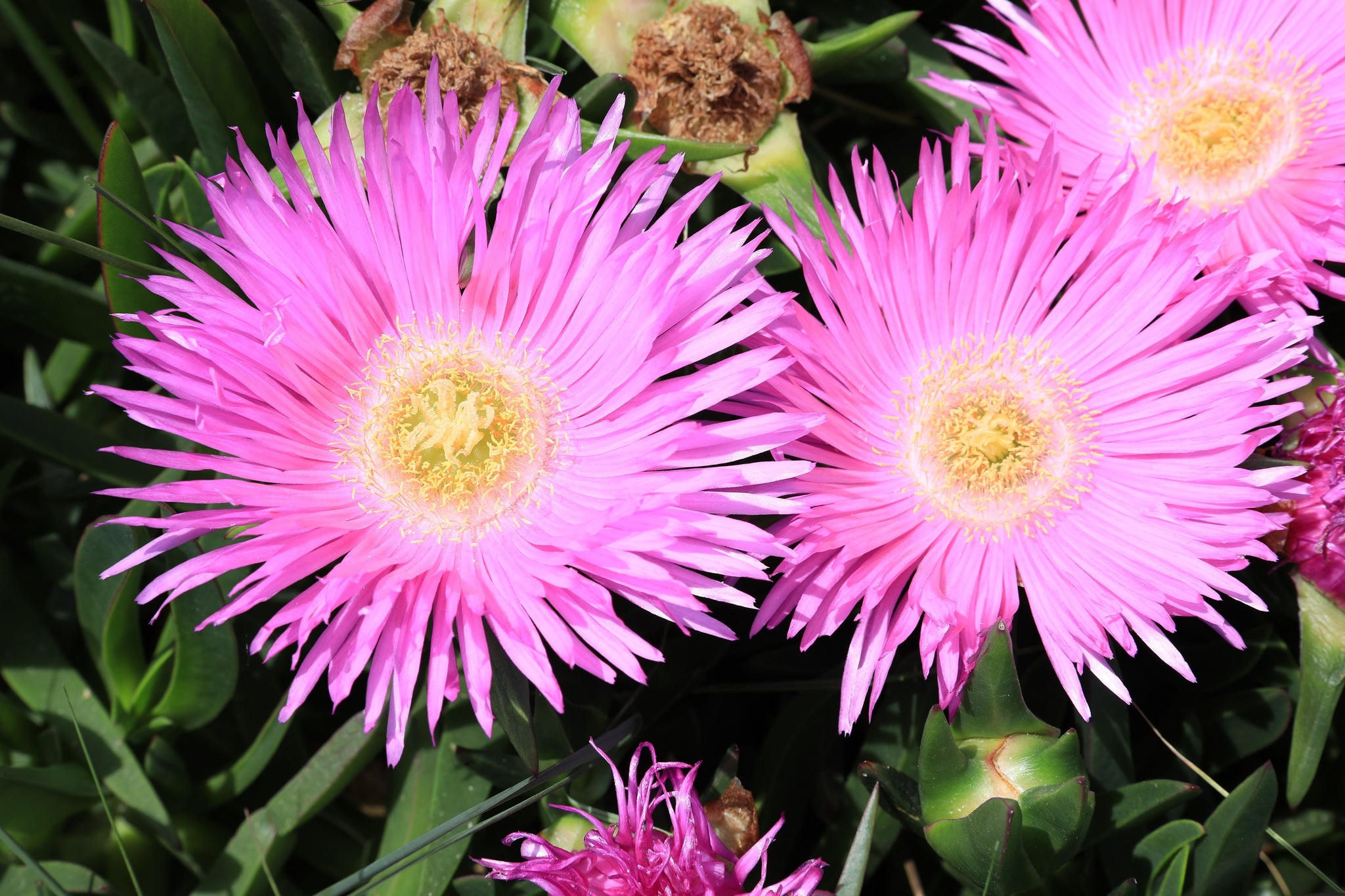 25 Table Mountain ICE PLANT Magenta Fuchsia Delosperma Cooperi Hardy P ...