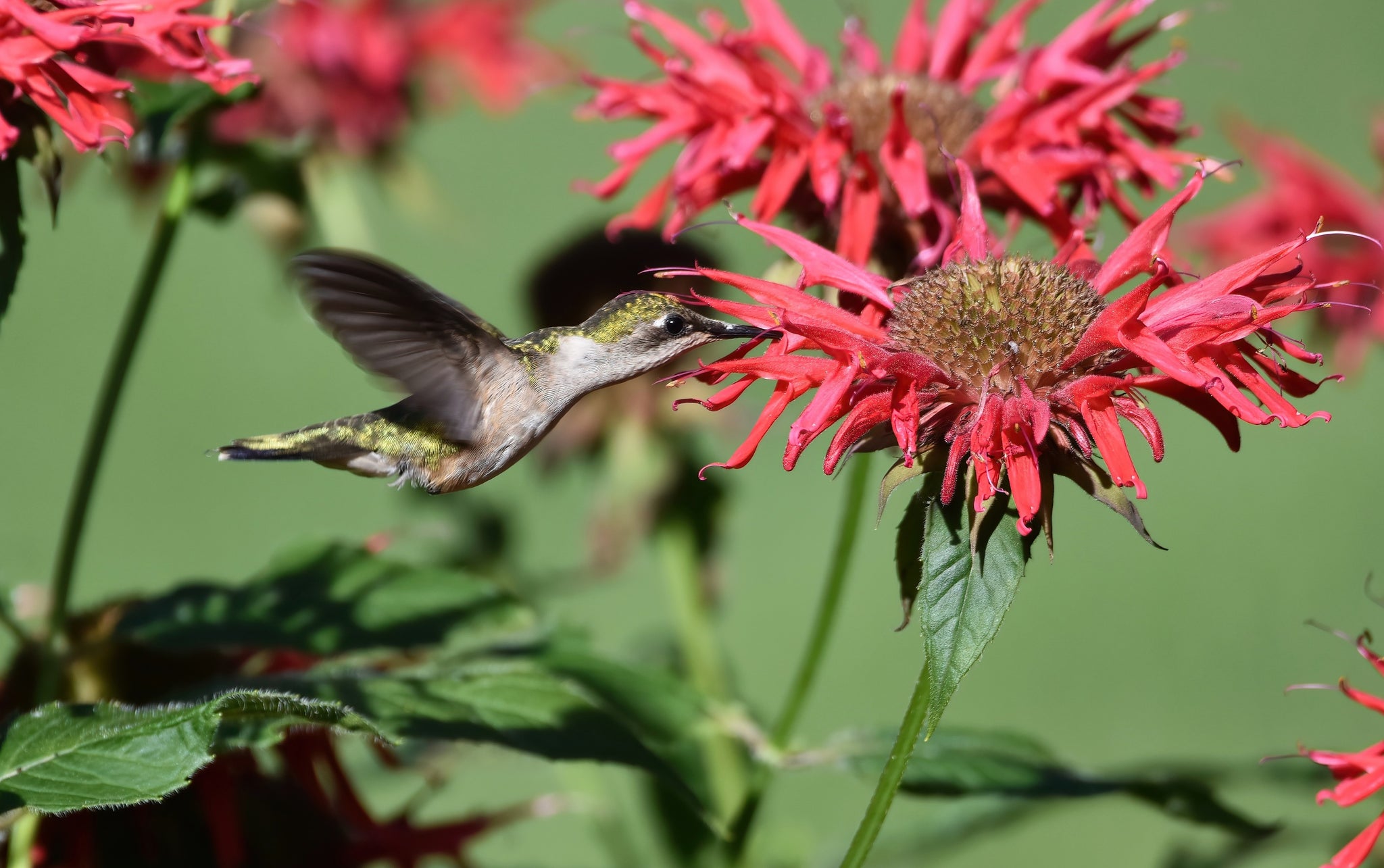 10 Panorama RED BEE BALM Monarda Didyma Oswego Tea Herb Flower Seeds ...