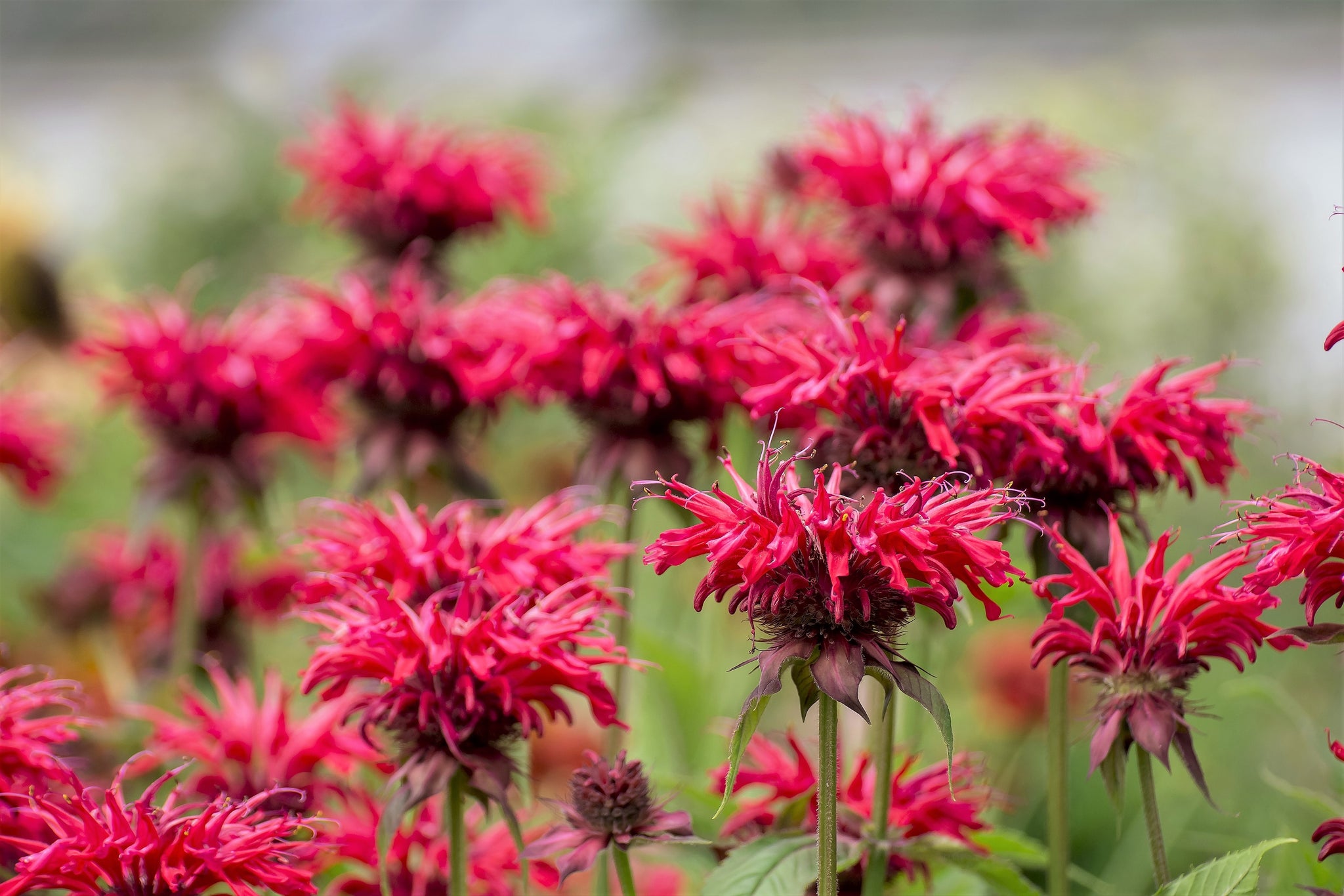 10 Panorama RED BEE BALM Monarda Didyma Oswego Tea Herb Flower Seeds ...
