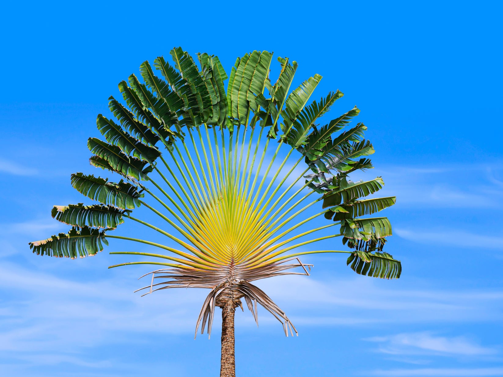 10 TRAVELLER'S PALM TREE Ravenala Madagascariensis Flower Houseplant S ...