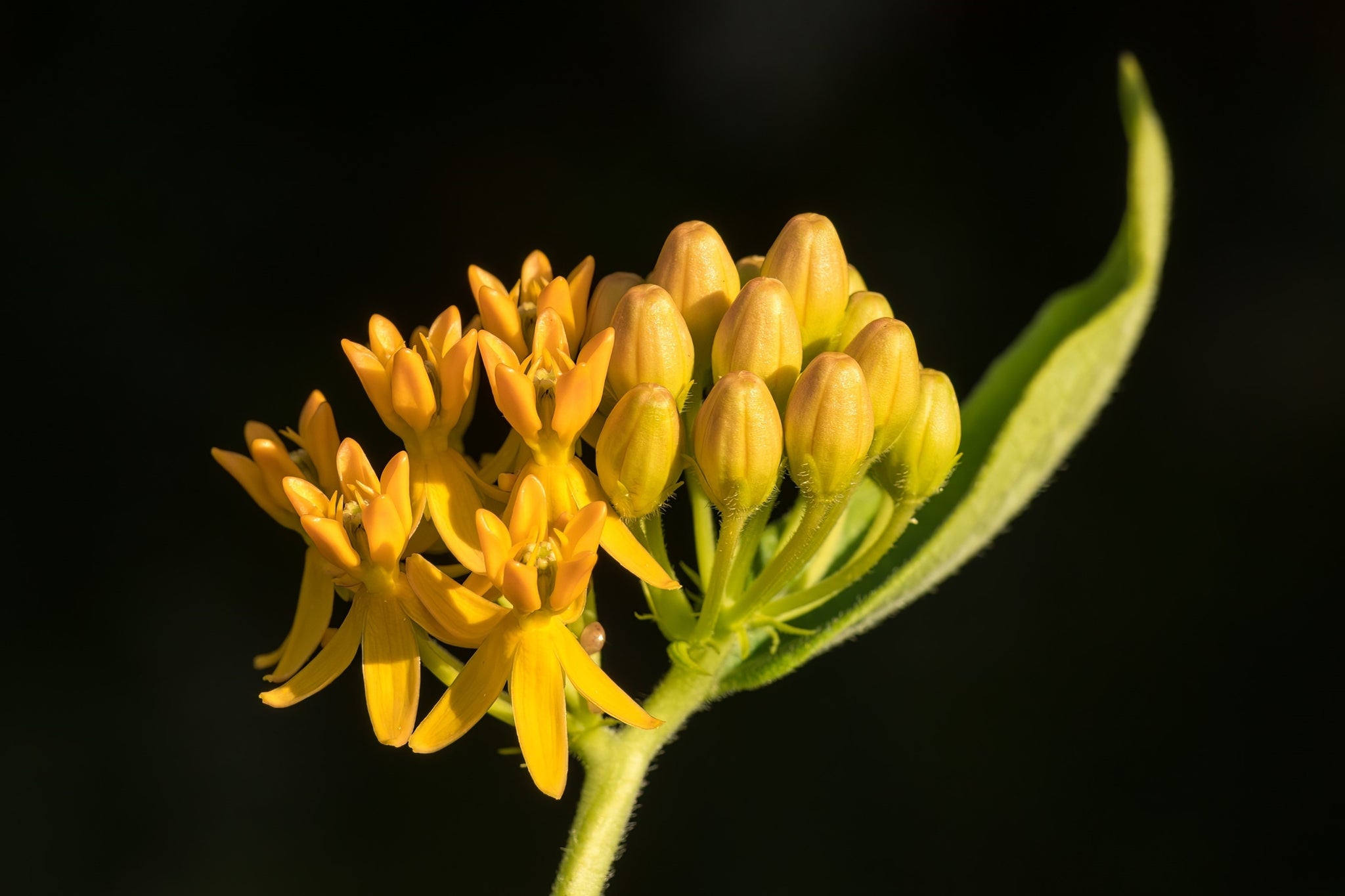 10 Bright YELLOW MILKWEED Butterfly Weed Asclepias Tuberosa Monarch Fl ...