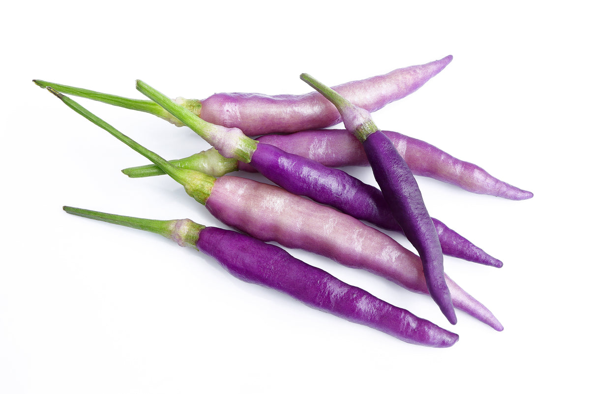 50 PURPLE CAYENNE PEPPER Capsicum Annuum Vegetable Seeds – Seedville USA