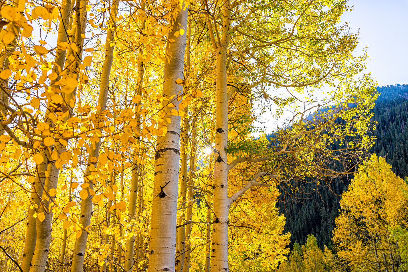50 Golden QUAKING ASPEN TREE Populus Tremuloides White Bark Yellow Fal ...