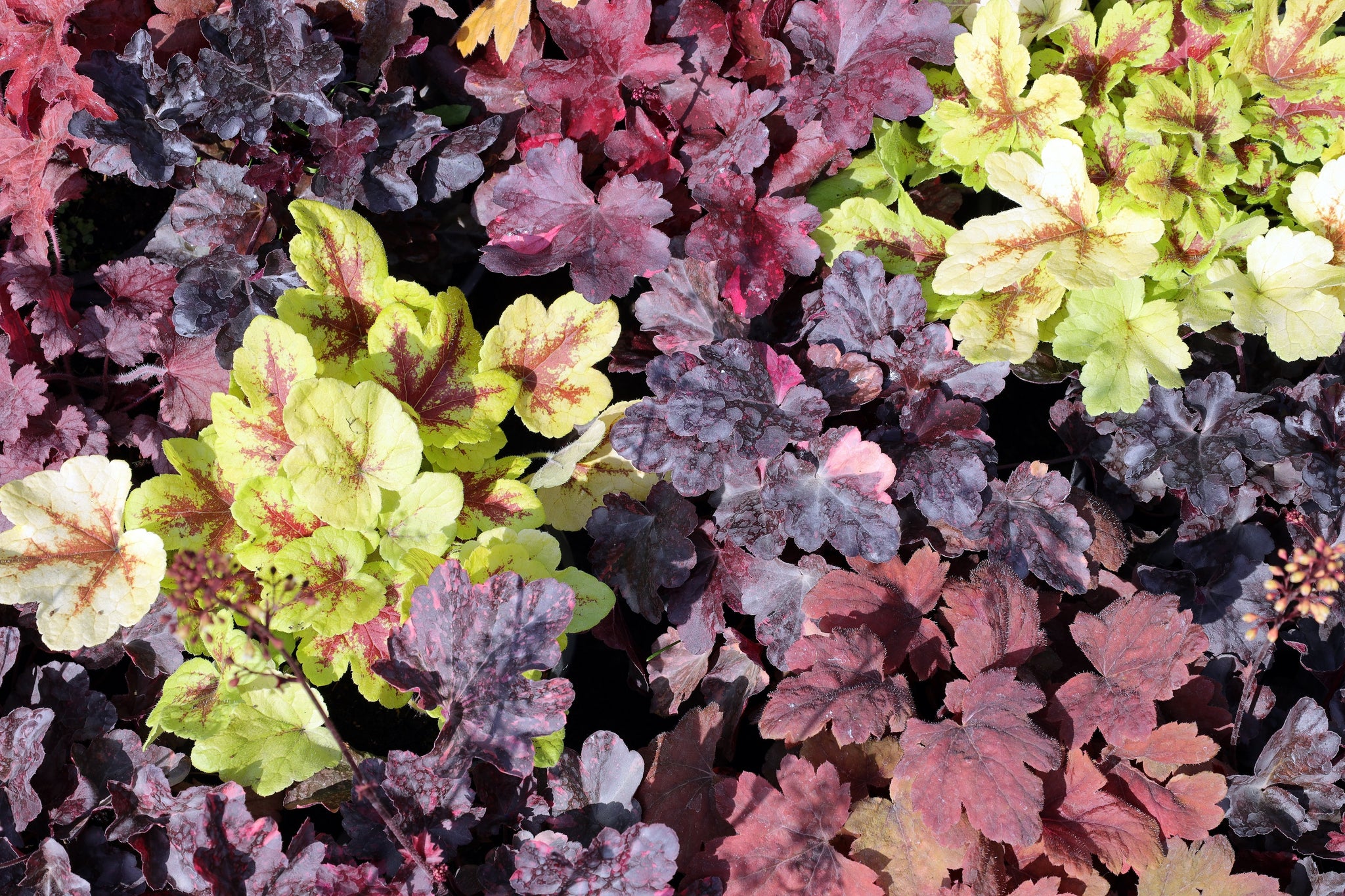 1200 Mixed Colors CORAL BELLS HEUCHERA Shade Flower Seeds – Seedville USA