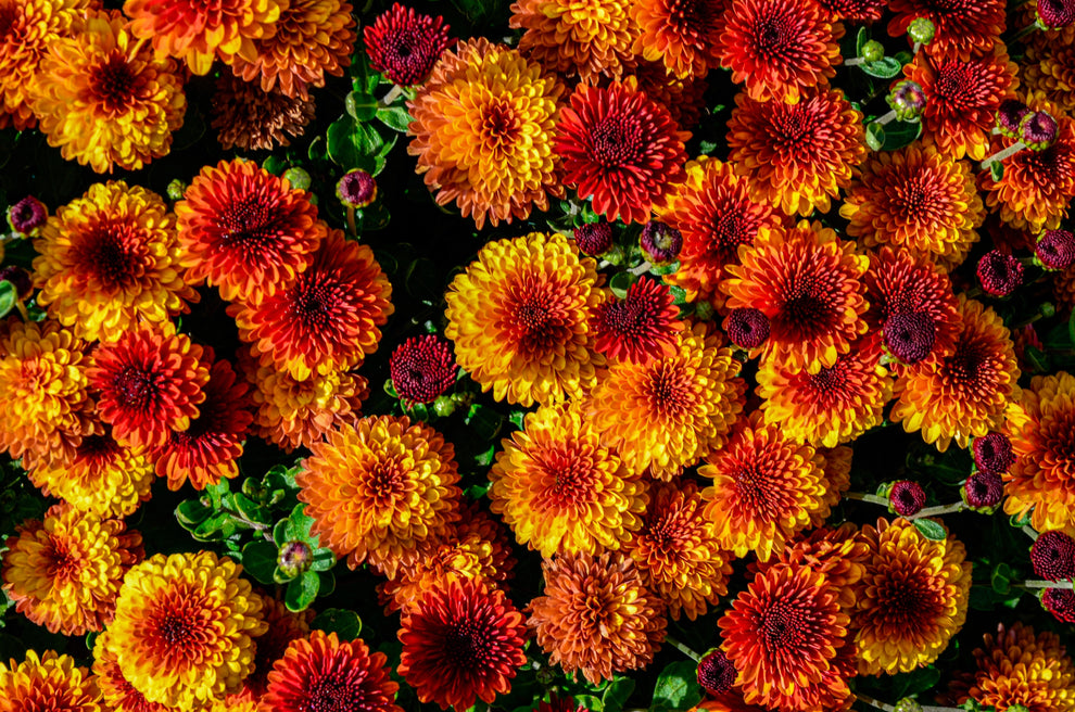 100 Tricolor DOUBLE PAINTED DAISY Chrysanthemum Carinatum Tanacetum Du ...