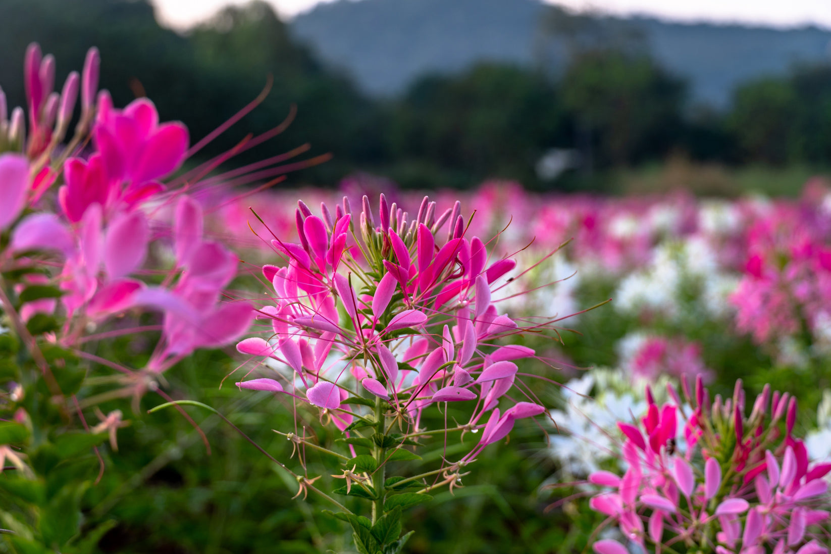 200 MAUVE QUEEN CLEOME Spinosa Hassleriana Purple Pink Spider Flower S ...