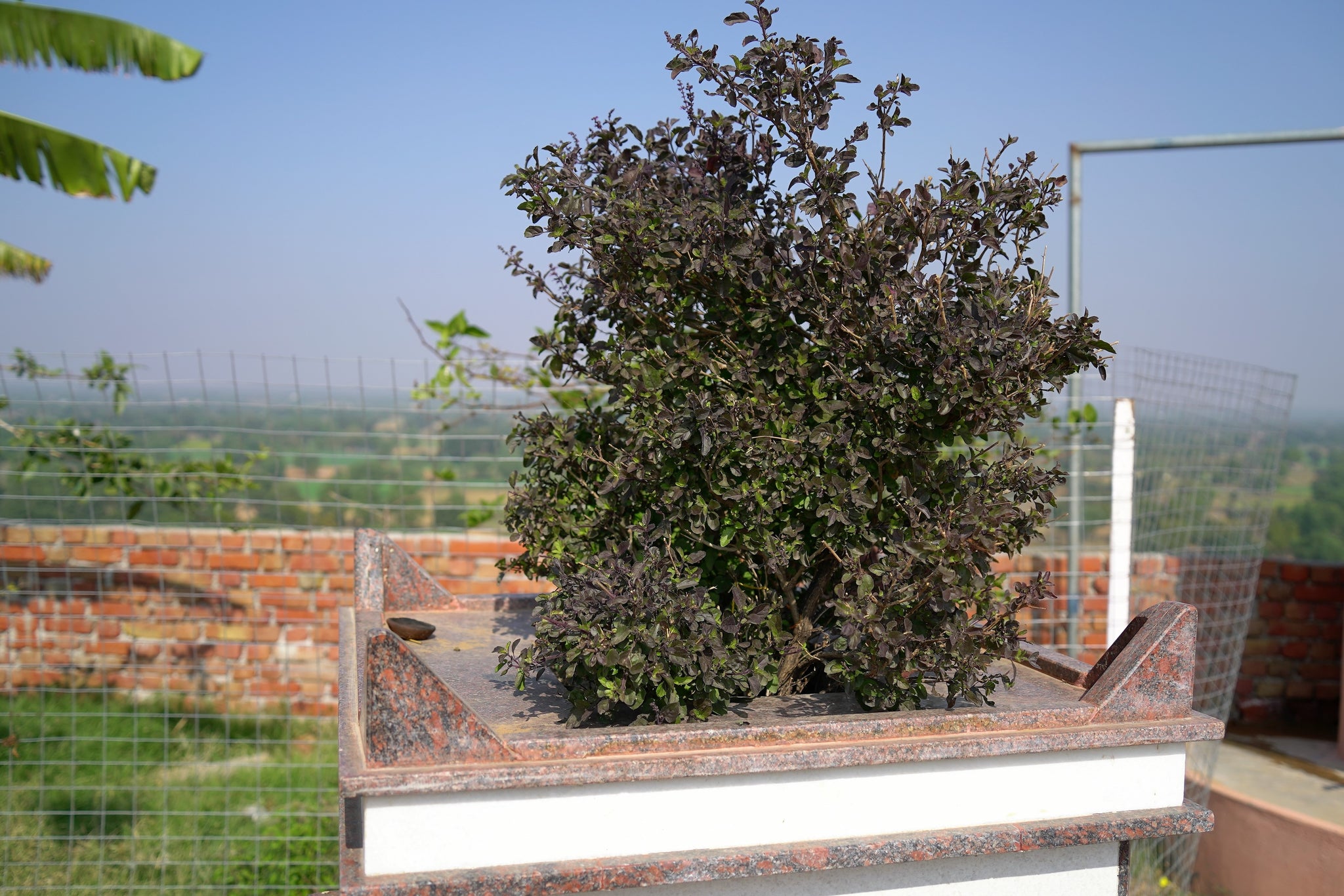 200 Purple Krishna Tulsi HOLY BASIL Ocimum Sanctum Tenuiflorum Herb Fl ...