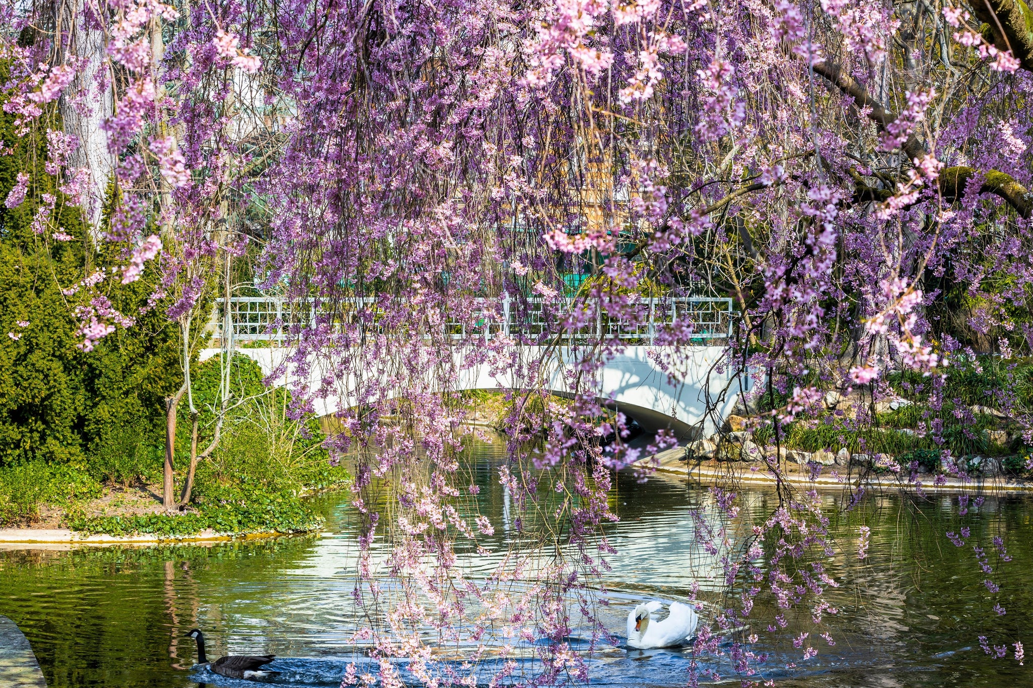 10 WEEPING HIGAN CHERRY Tree Japanese Prunus Subhirtella Pendula Pink ...