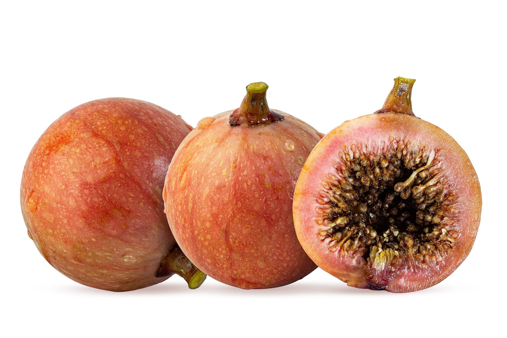 30 CLUSTER FIG Ficus Racemosa Red River Indian Guilar Tree Houseplant ...