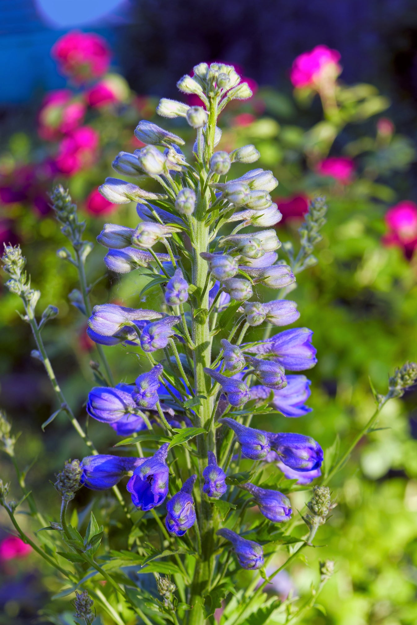 100 BLUE SPIRE LARKSPUR Delphinium Consolida Ambigua Ajacis Flower See ...
