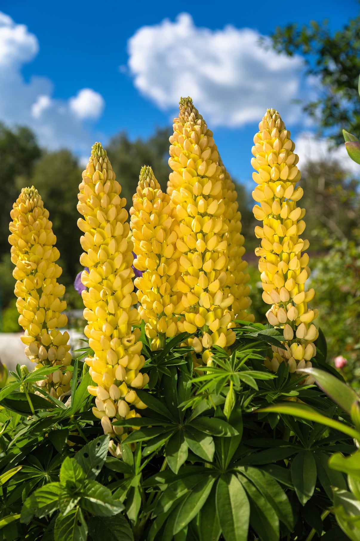 50 GOLDEN LUPINE Lupinus Densiflorus Yellow Hummingbird Flower Seeds ...