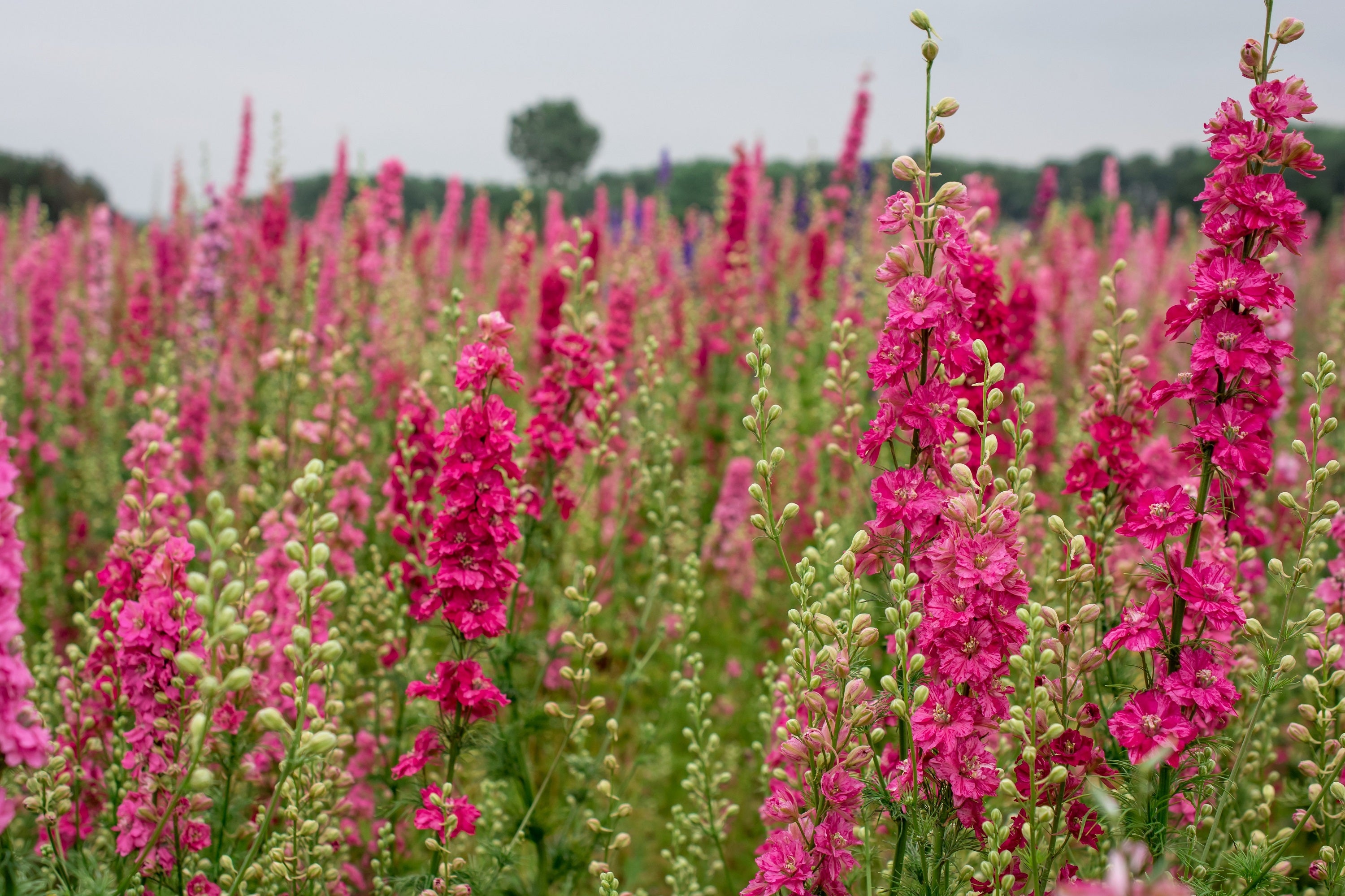 100 SUBLIME PINK LARKSPUR Consolida Ambigua Ajacis Delphinium Bright P ...