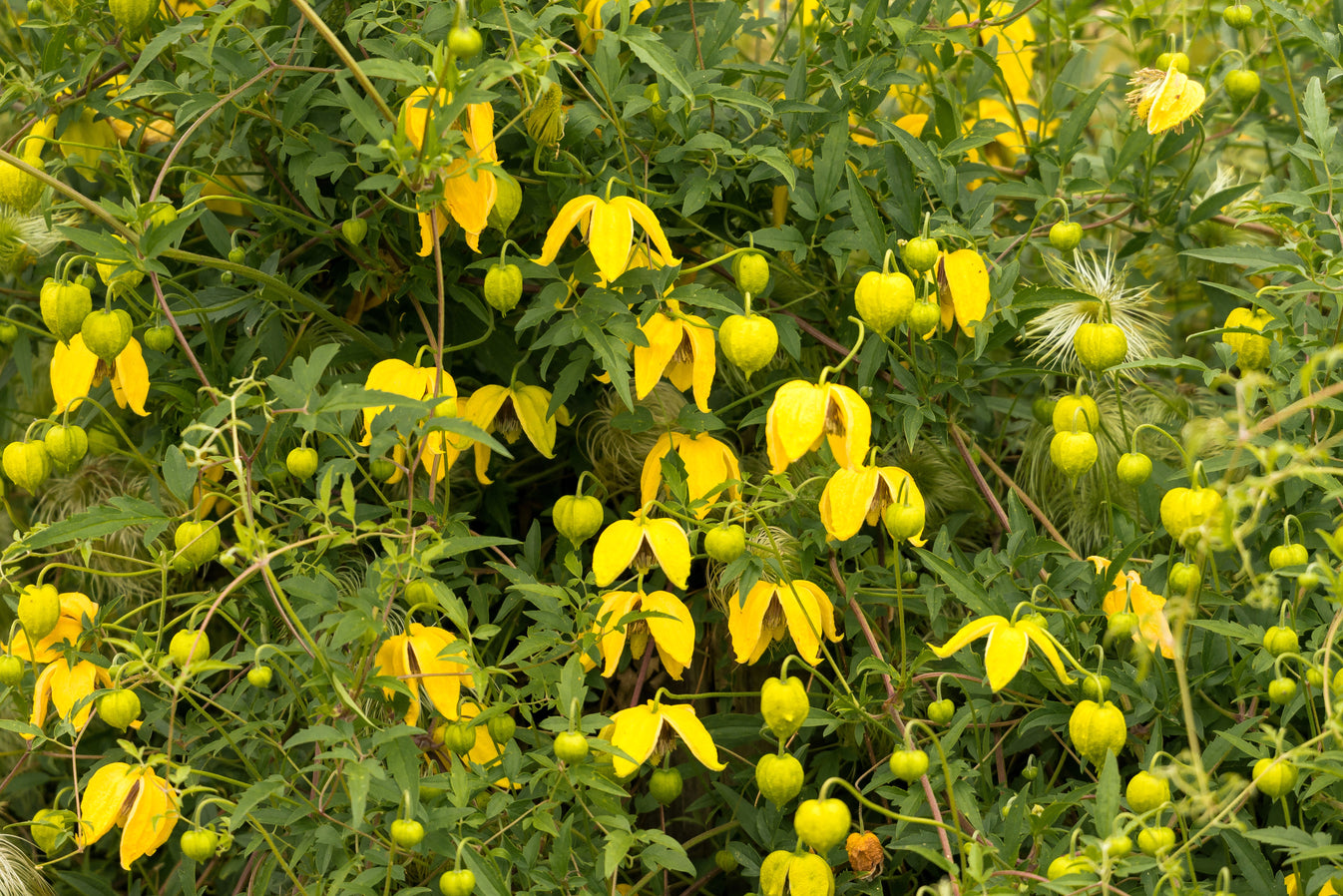 10 Yellow CLEMATIS RADAR LOVE Vine Climber Clematis Tangutica Flower S ...
